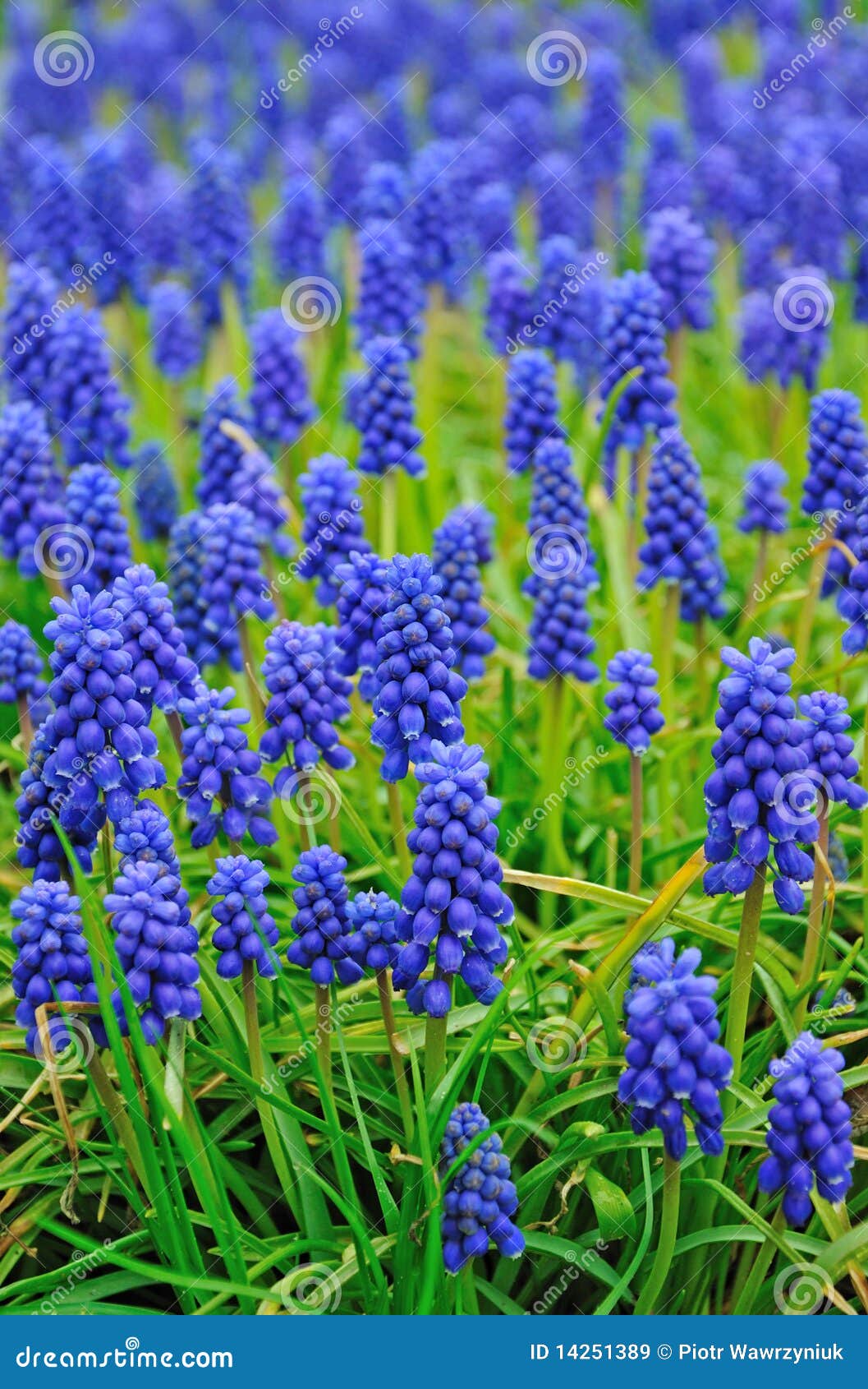 Muscari flowers meadow stock image. Image of garden, delicate - 14251389