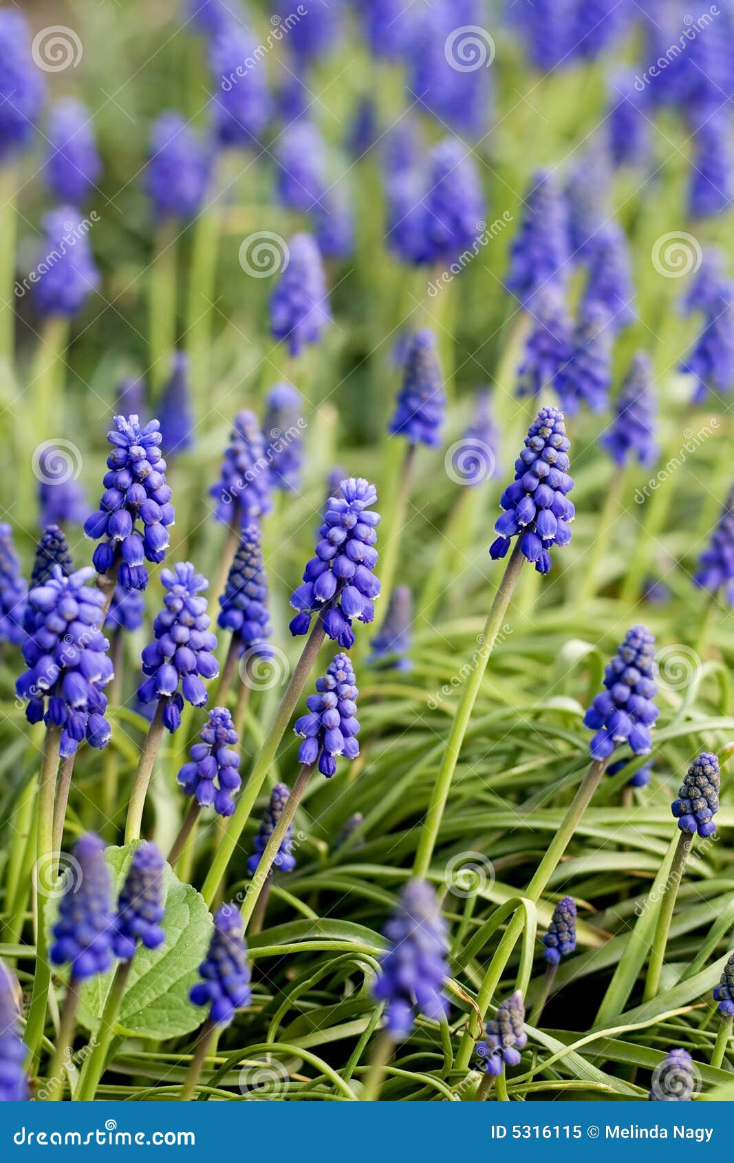 Muscari In Garden Picture. Image: 5316115