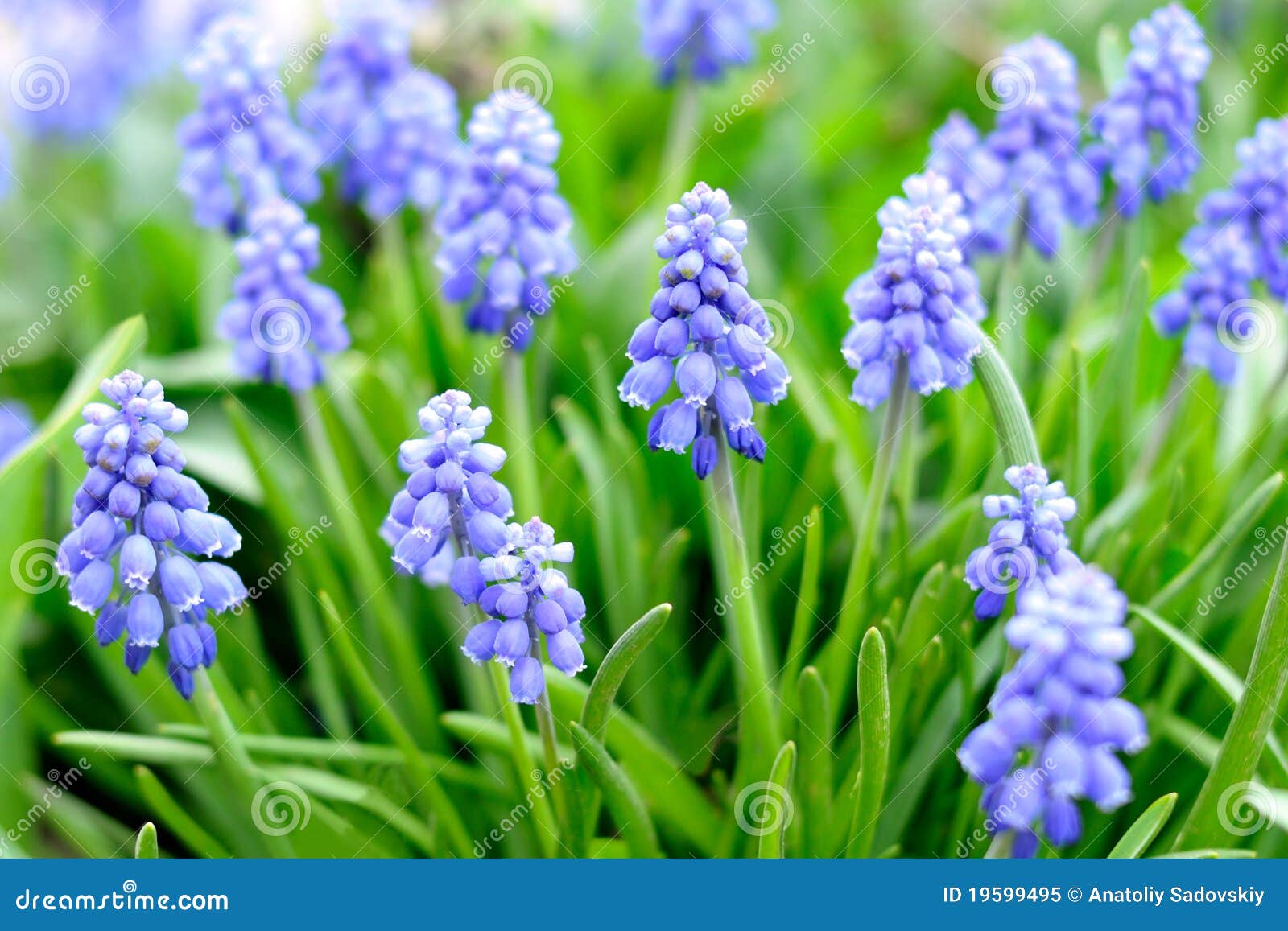 Muscari or grape hyacinths stock image. Image of muscari - 19599495