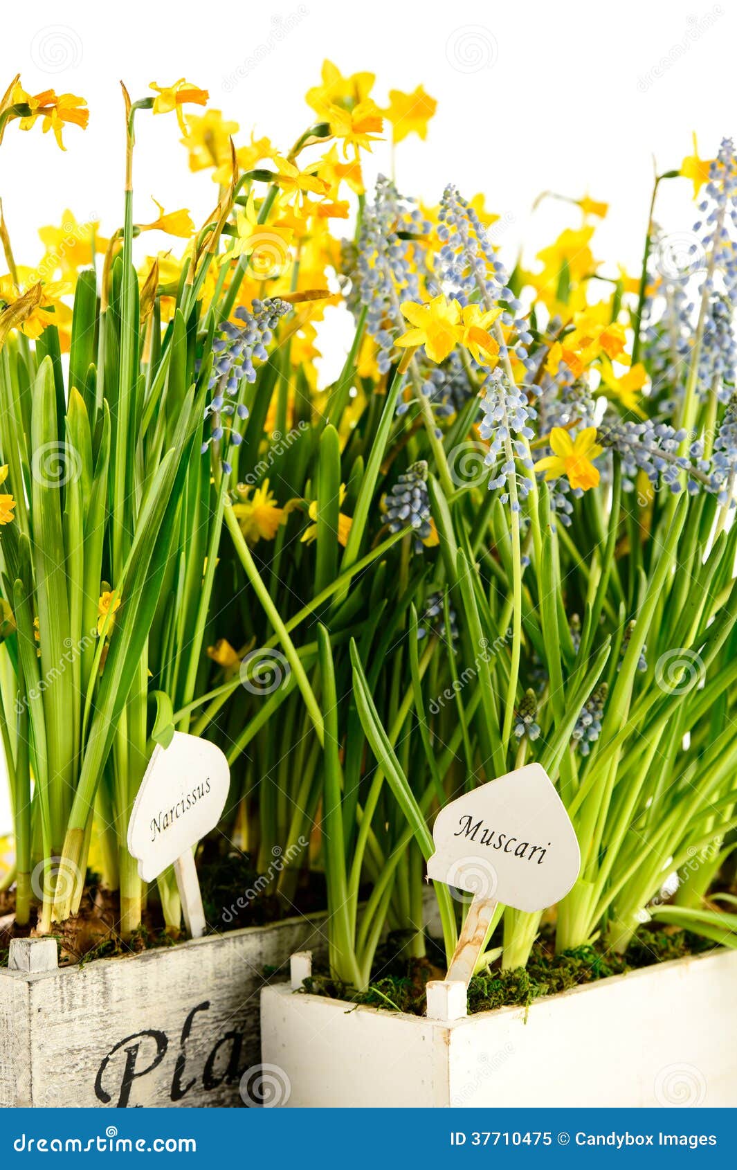 Muscari and Narcissus Spring Potted Flower Stock Image - Image of ...