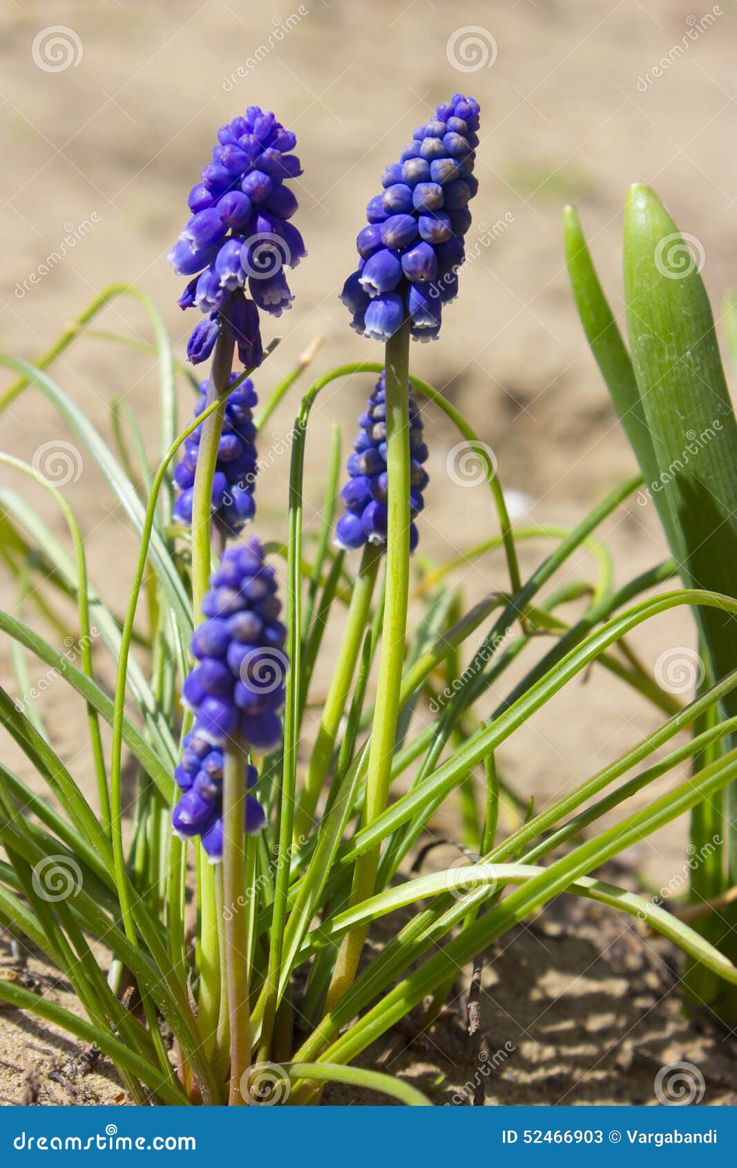 Muscari neglectum stock image. Image of fields, botany - 52466903