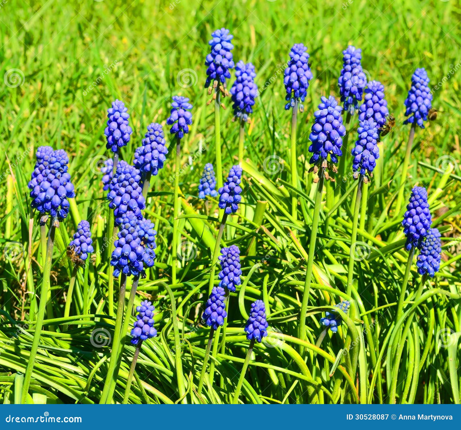 Muscari stock image. Image of lylac, leaf, live, ecology - 30528087