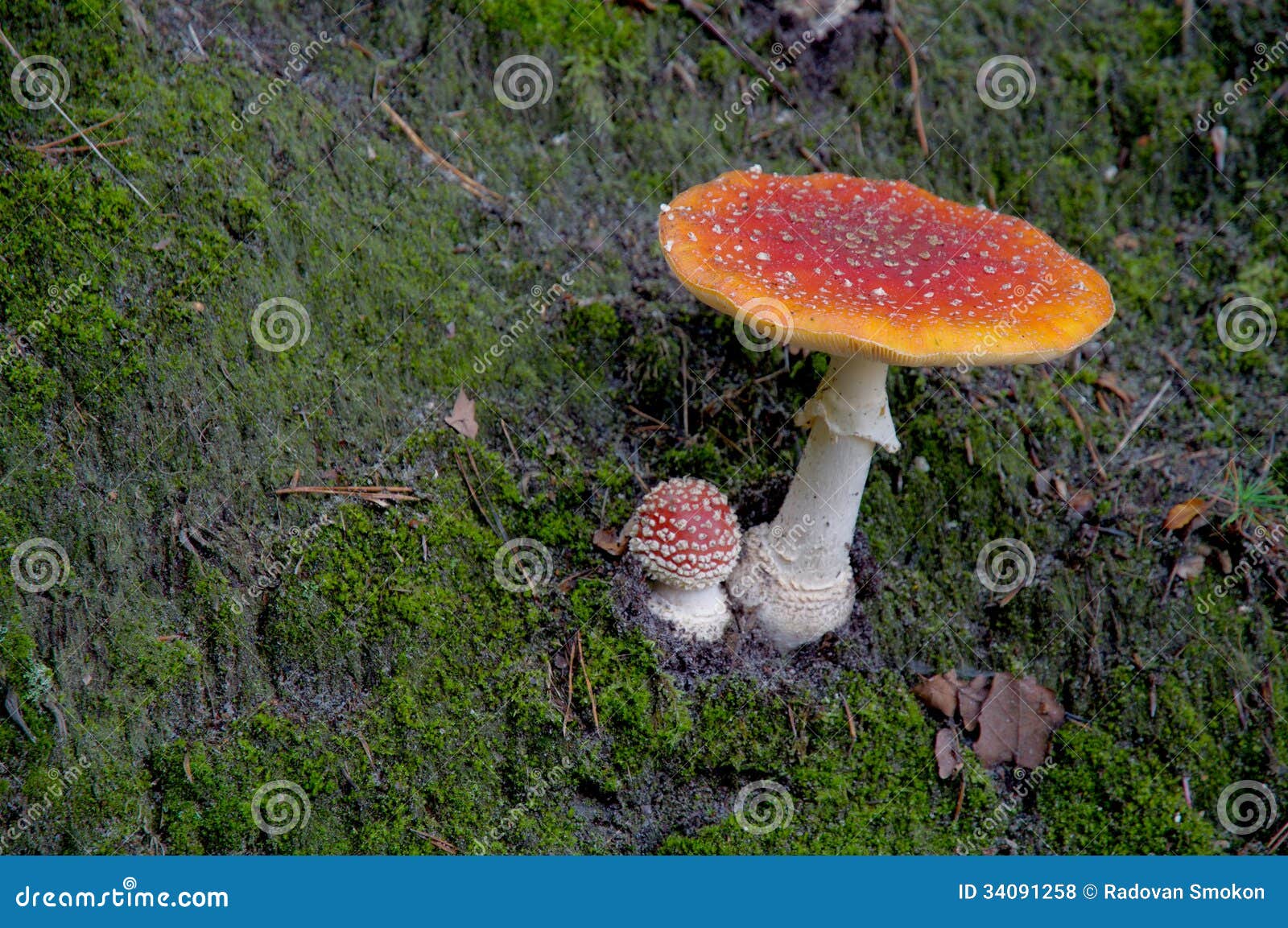 Muscaria de la amanita foto de archivo. Imagen de puntos - 34091258