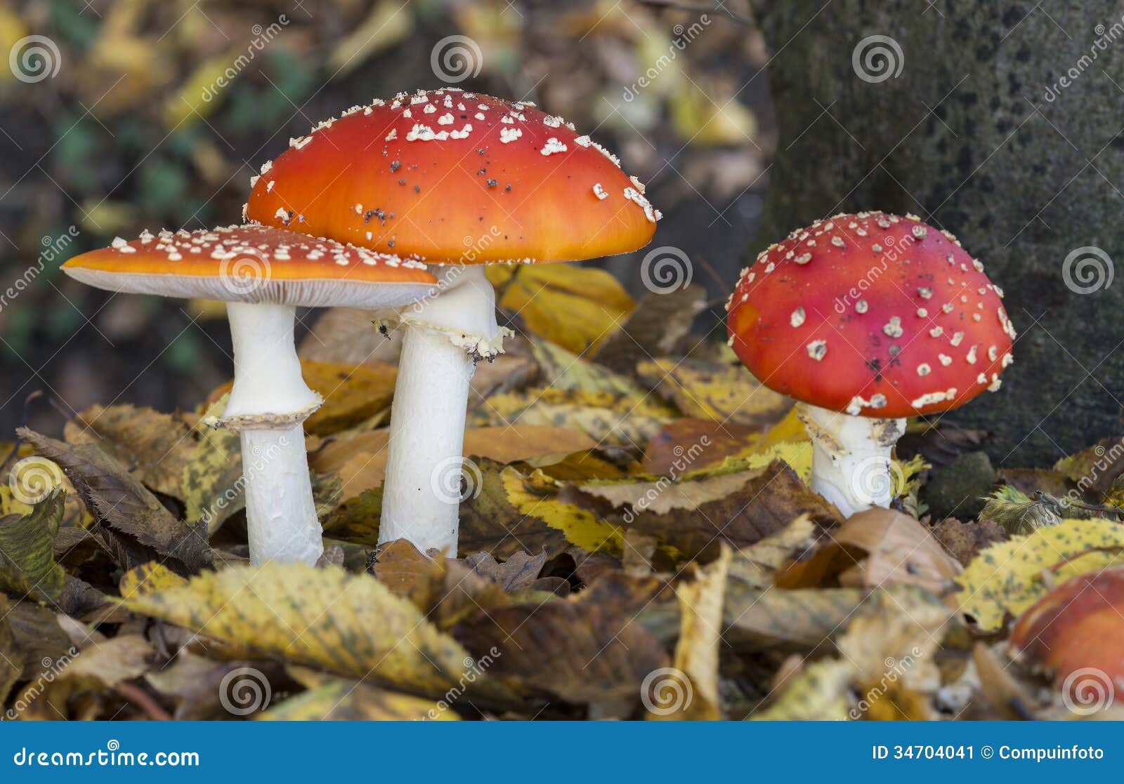 Muscaria de la amanita imagen de archivo. Imagen de prolifere - 34704041