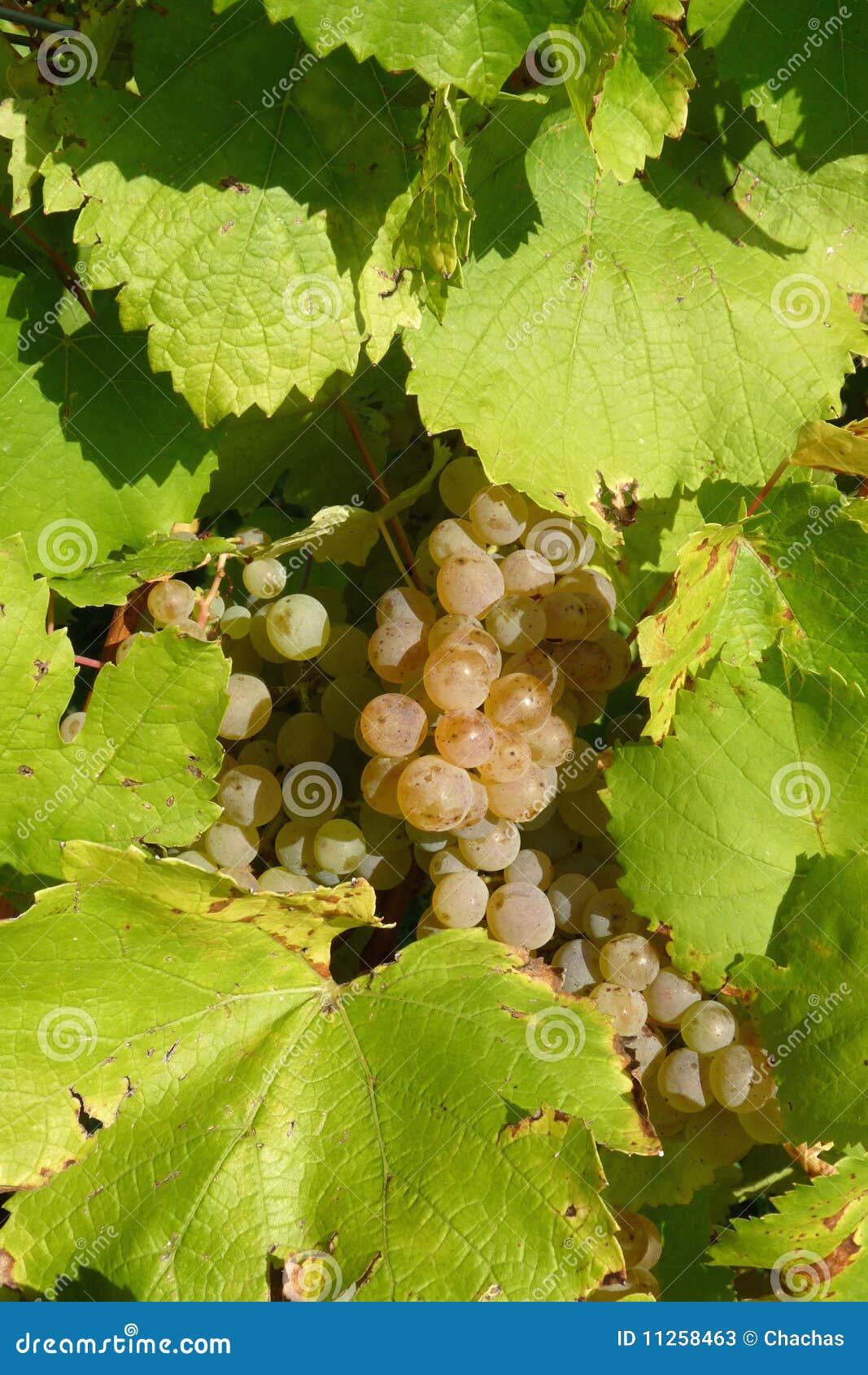 Muscat grapes stock image. Image of closeup, leaves, nature - 11258463