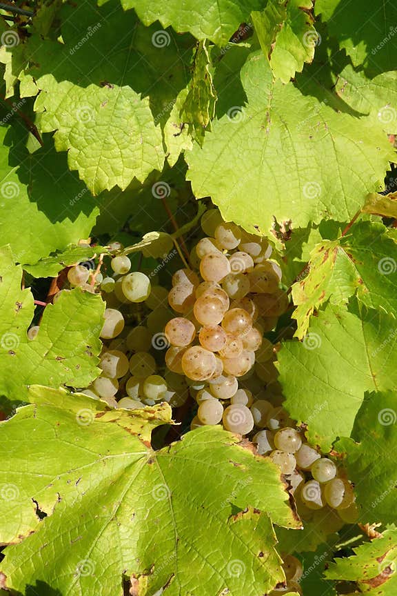 Muscat grapes stock image. Image of closeup, leaves, nature - 11258463
