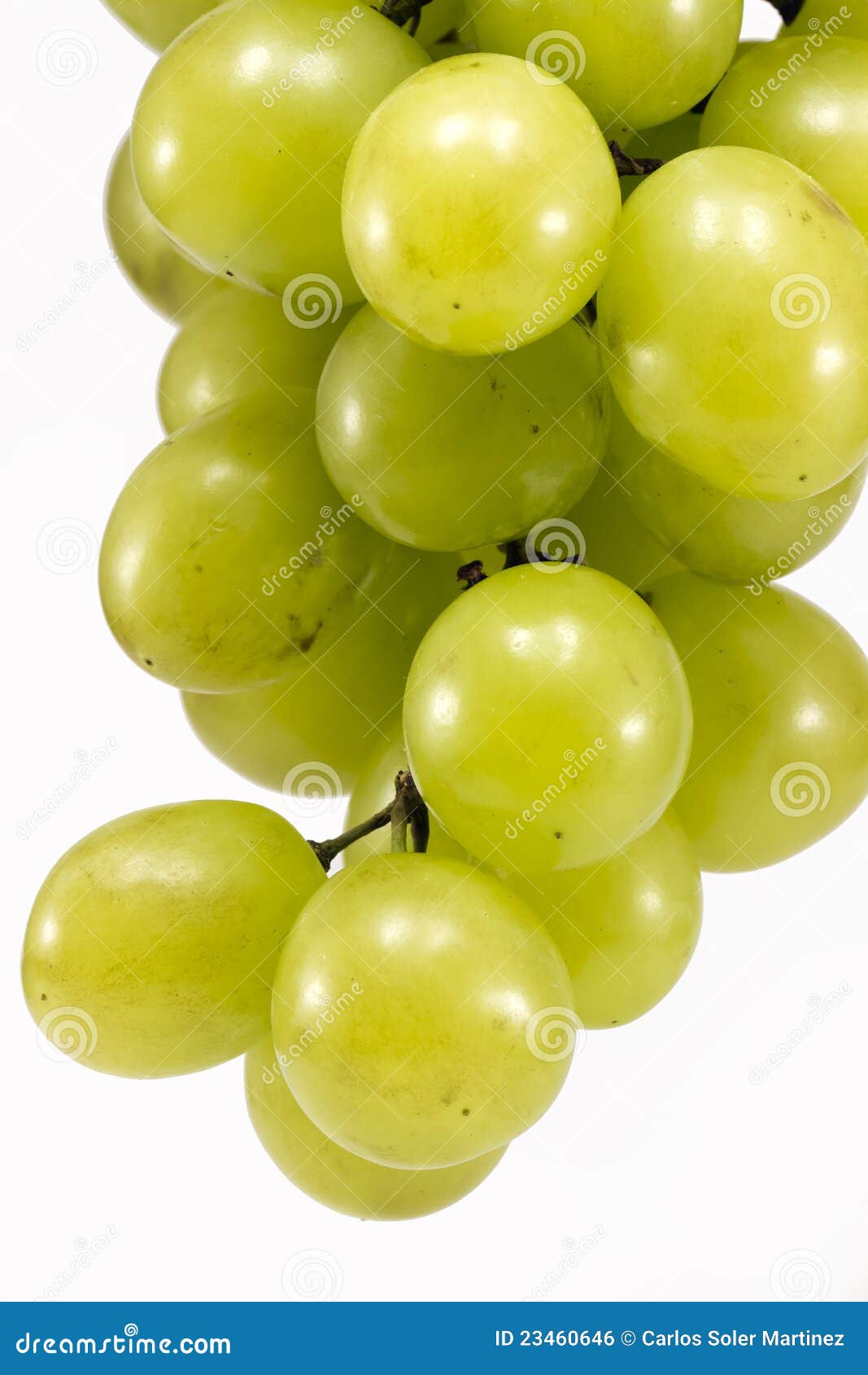 Muscat grapes stock photo. Image of grow, green, berry - 23460646