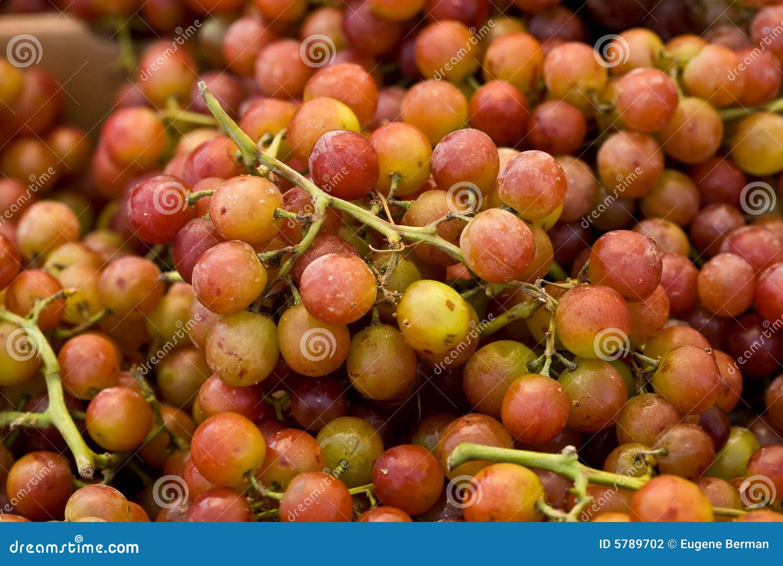 Muscat grapes stock photo. Image of nature, sweet, vegan - 5789702