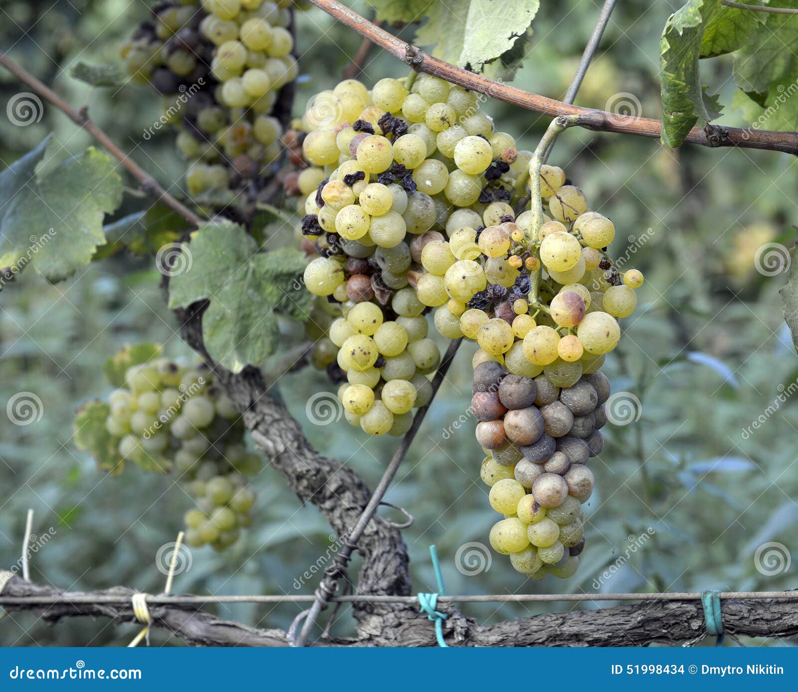 Muscat grapes stock photo. Image of food, industry, tuscany - 51998434