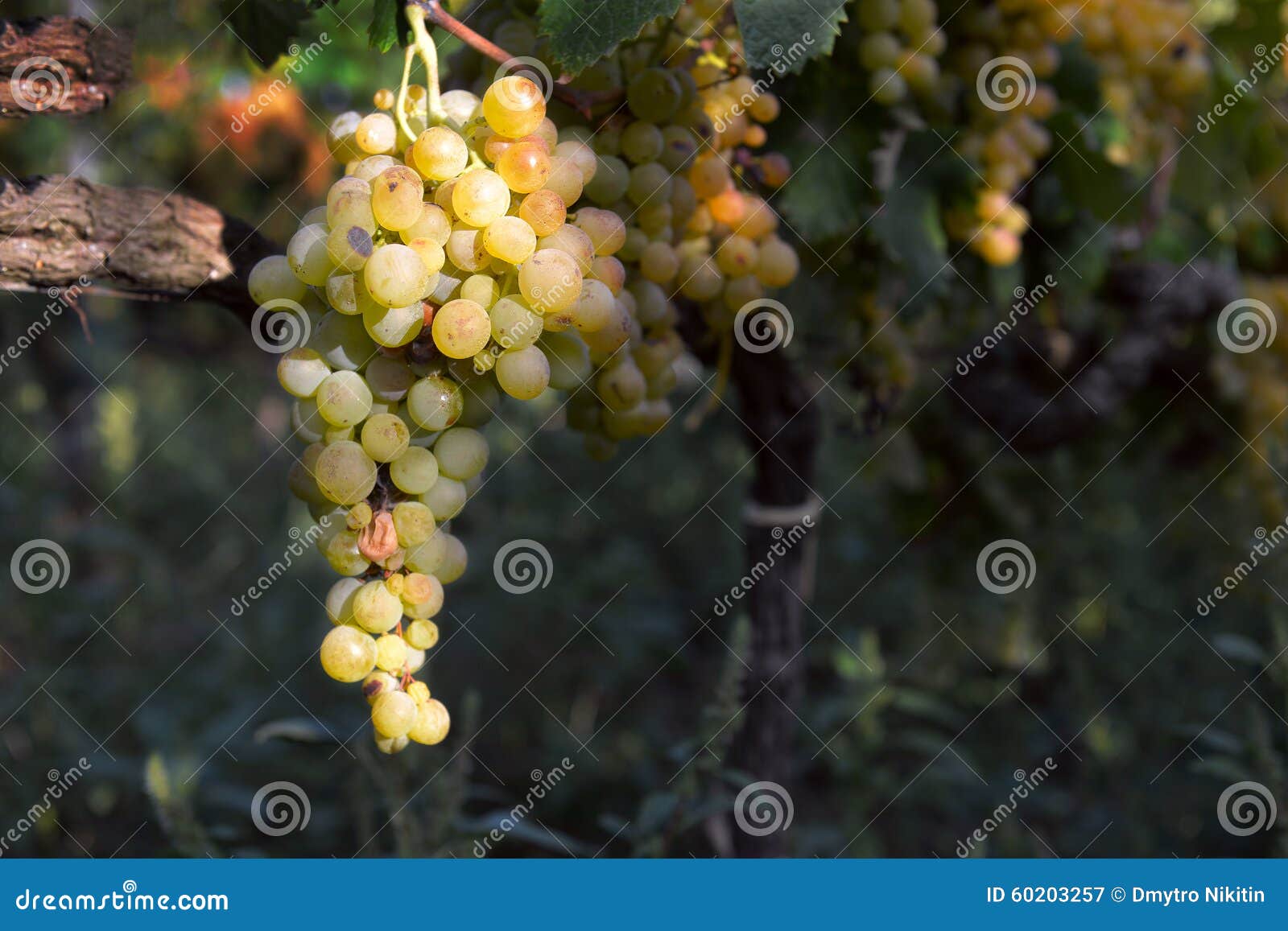 Muscat grapes stock image. Image of grapes, tree, bunch - 60203257