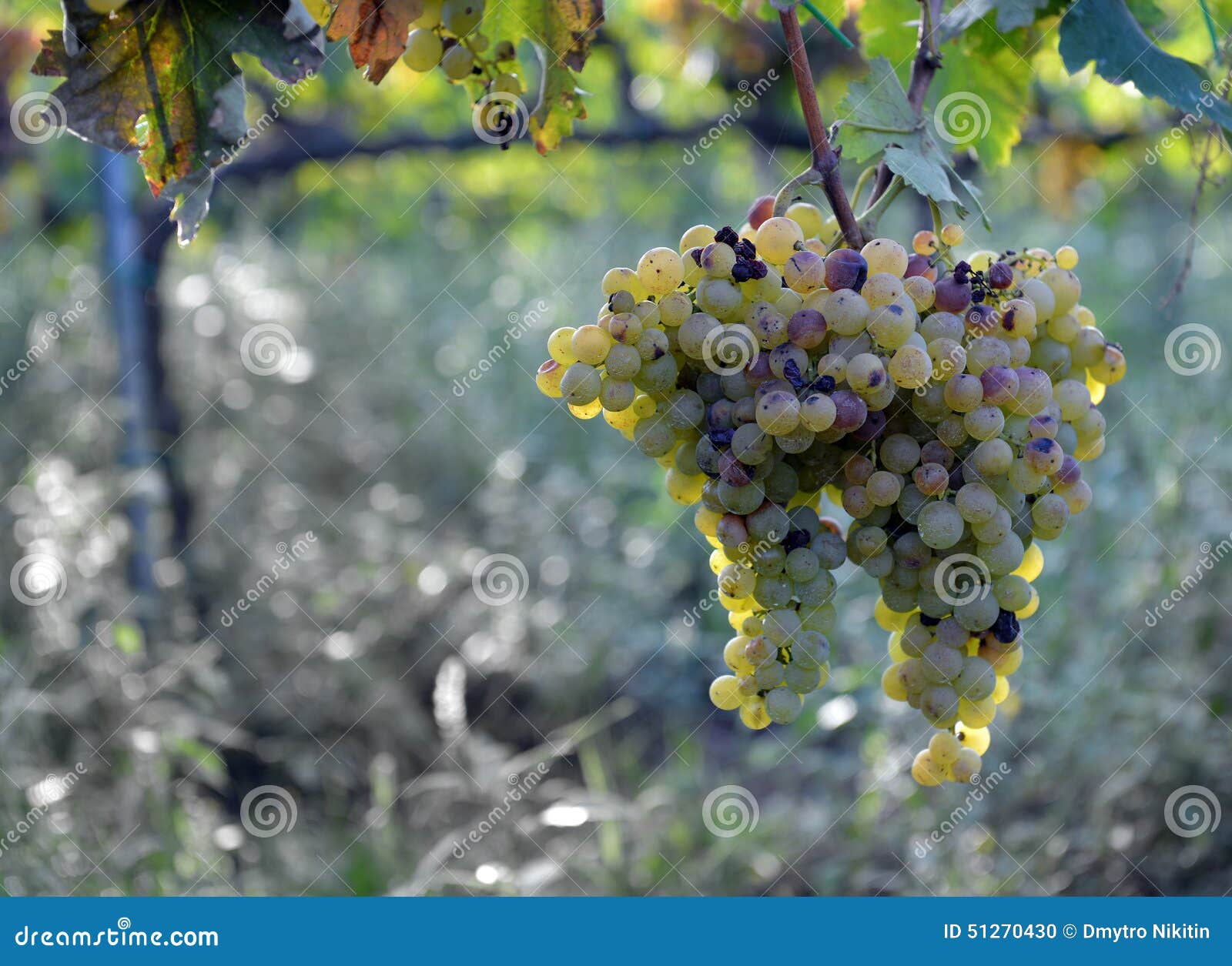 Muscat grapes stock photo. Image of tree, vine, muscat - 51270430