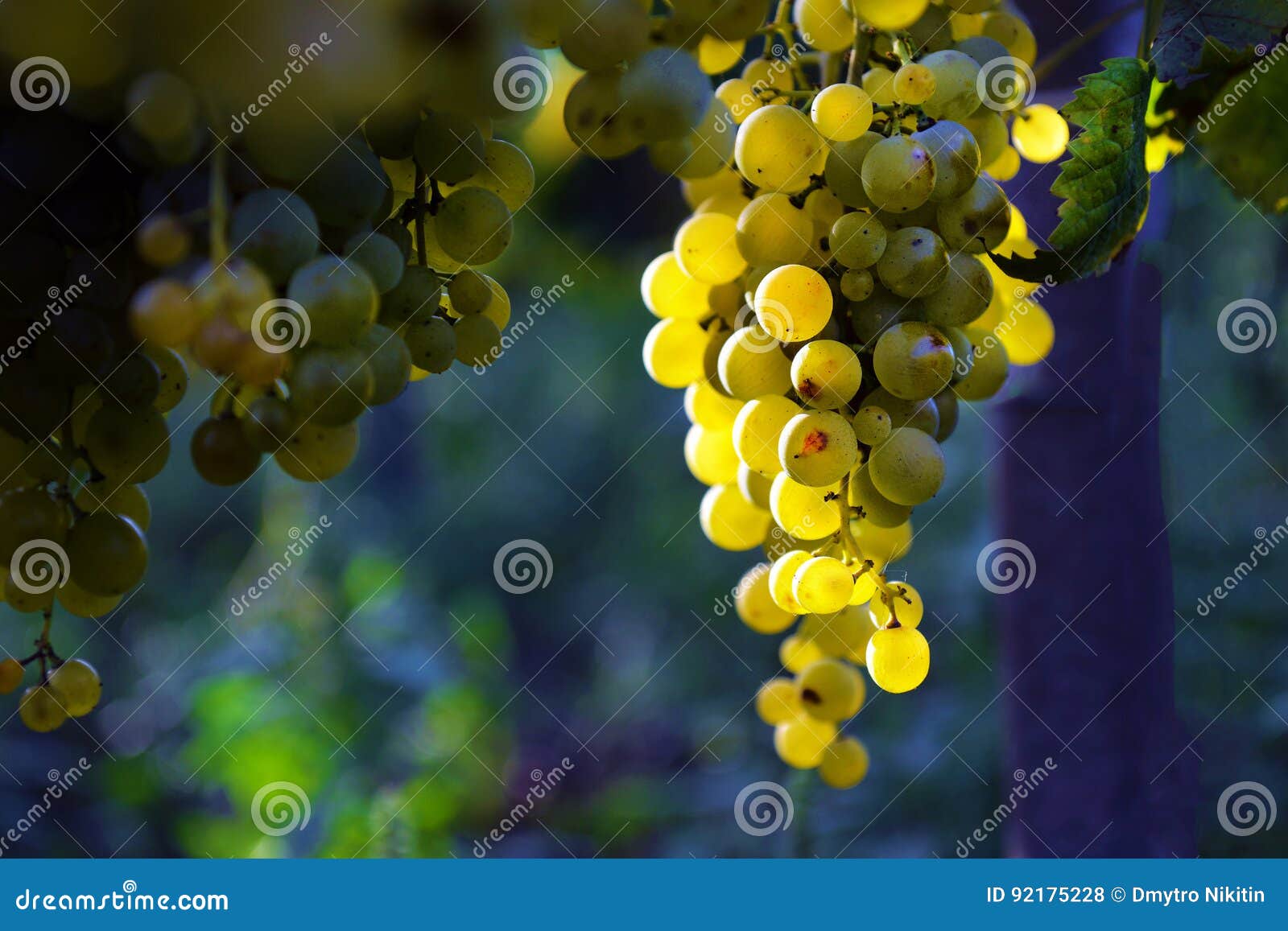 Muscat grapes stock photo. Image of vineyard, grapes - 92175228