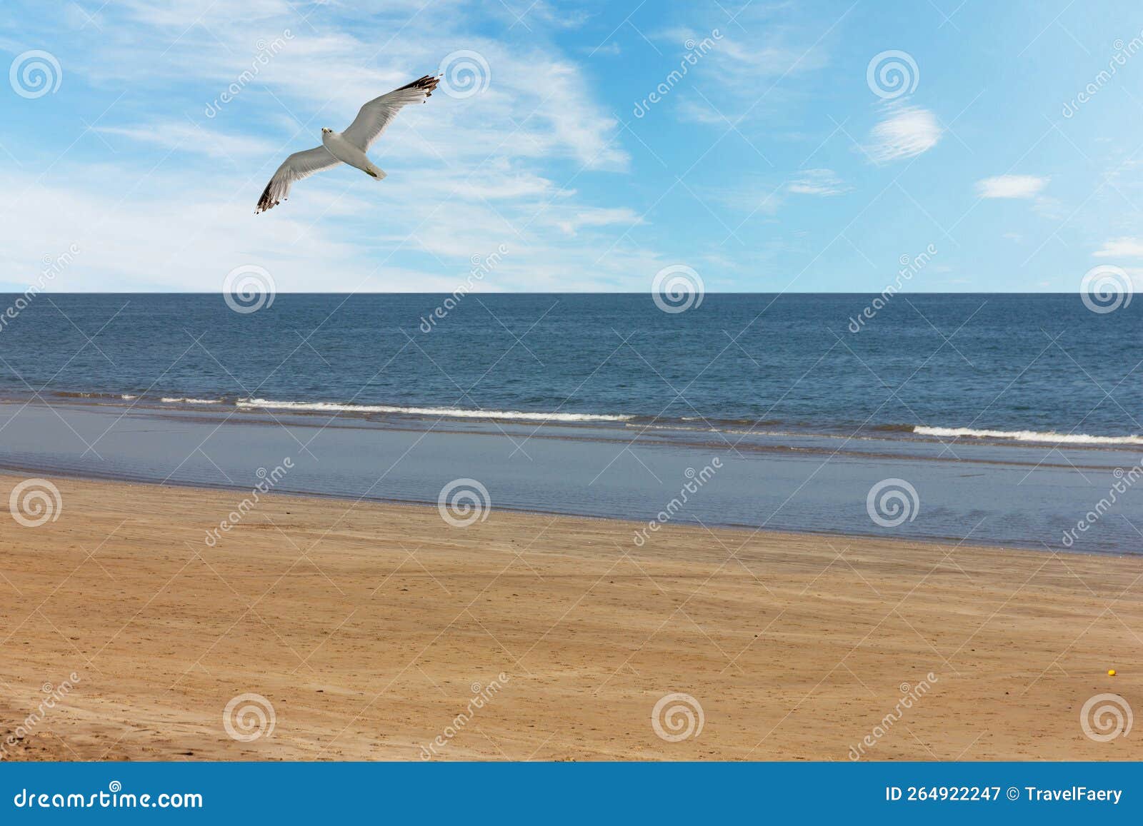 Muscat Ocean Sand Beach with Seagull in Blue Sky Stock Image - Image of ...