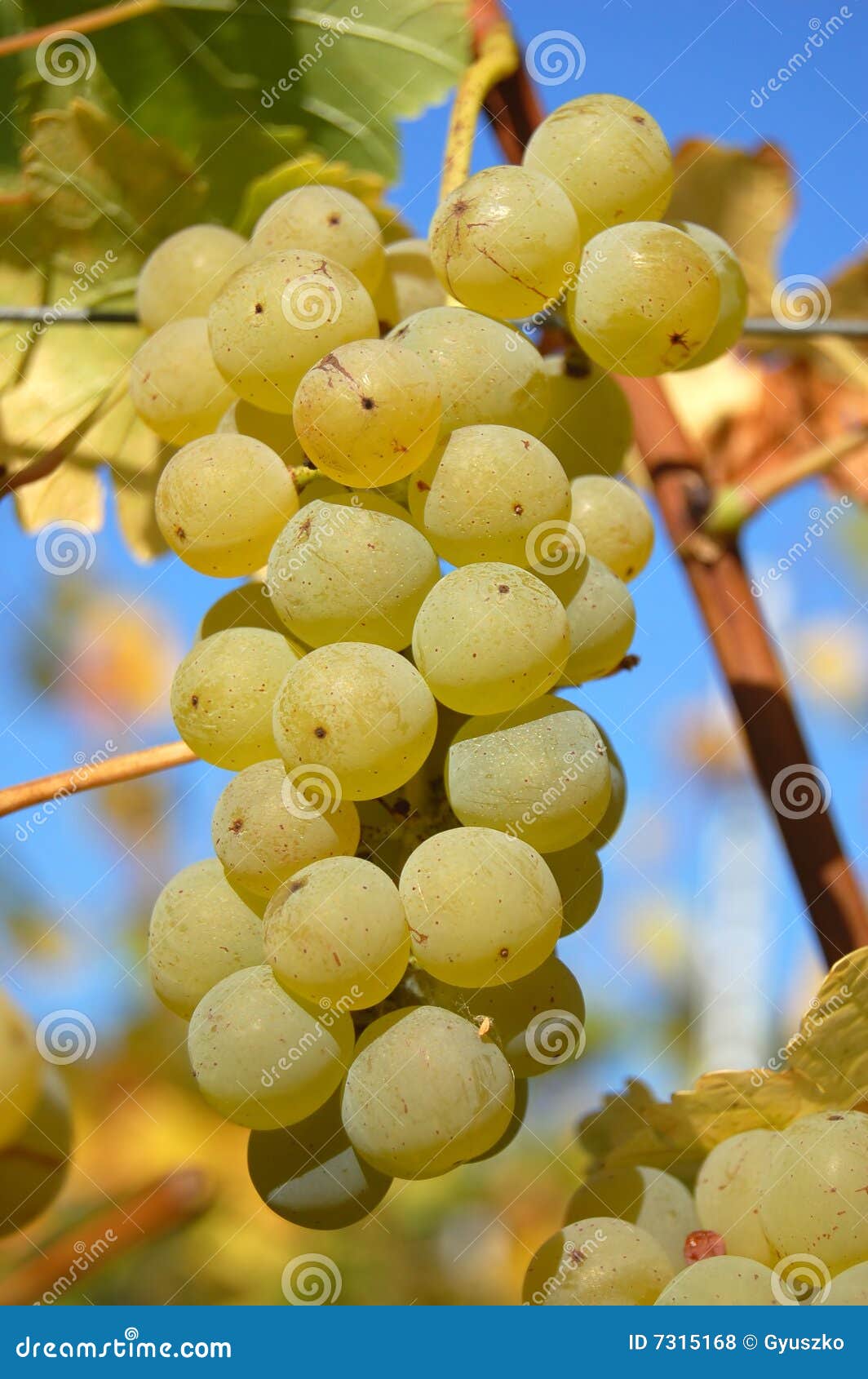 Muscat ottonel stock photo. Image of abstract, grow, green - 7315168