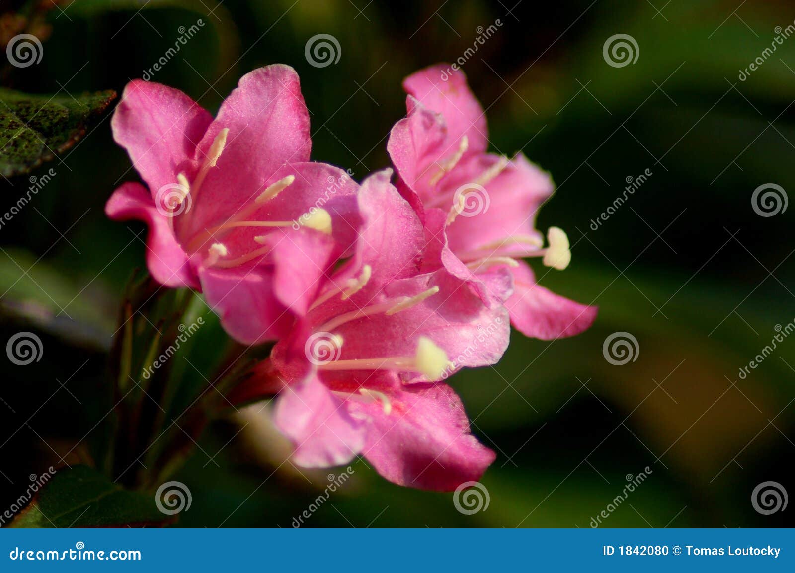 Muscatel flower stock photo. Image of flowering, blooming - 1842080