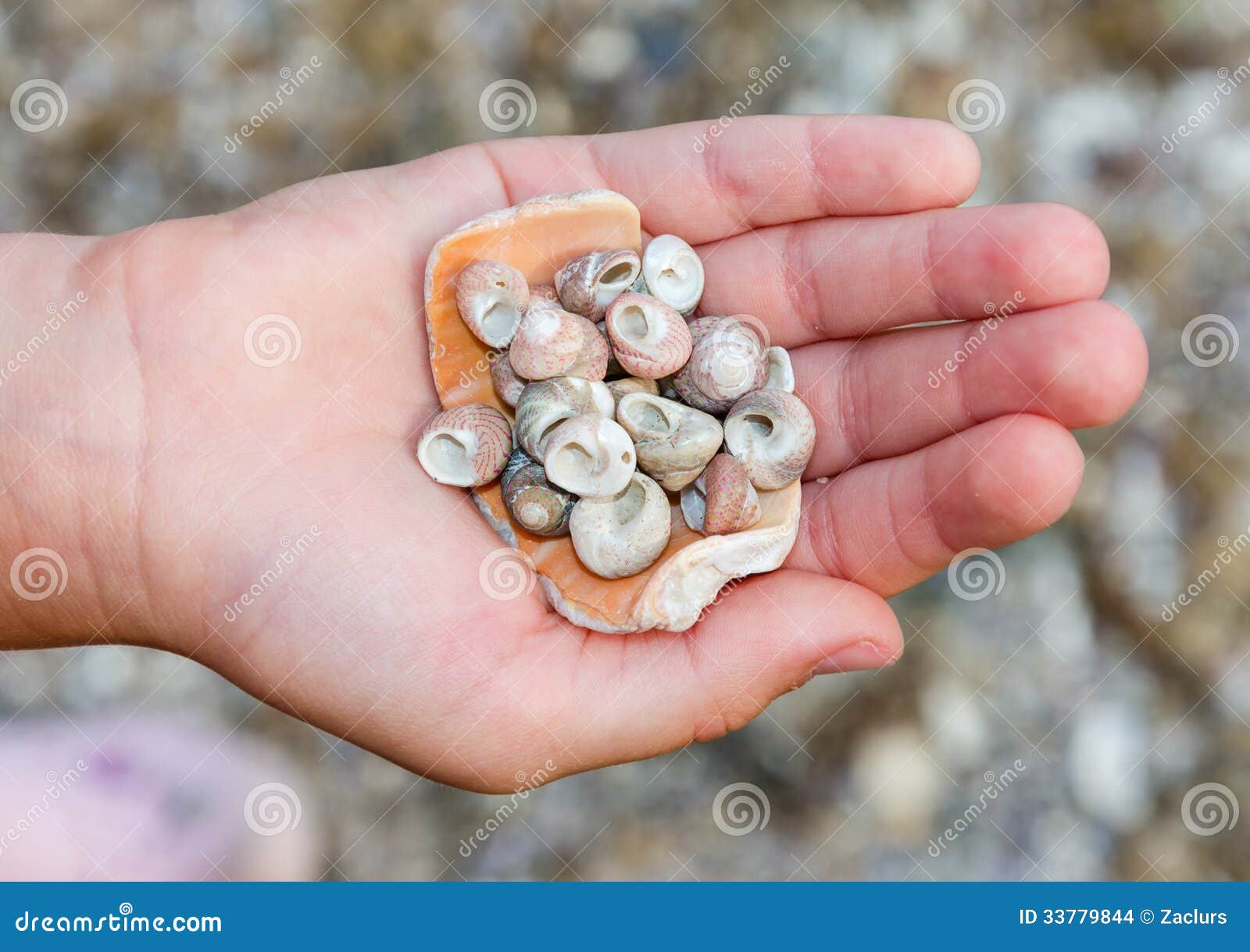 Muschel in Einer Hand Der Kinder Stockfoto - Bild von molluske ...