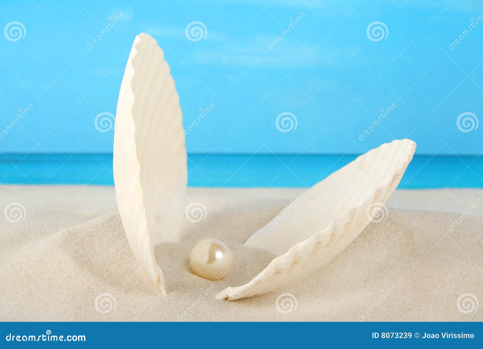 Muschel u. Perle stockbild. Bild von schmuck, schatz, perle - 8073239