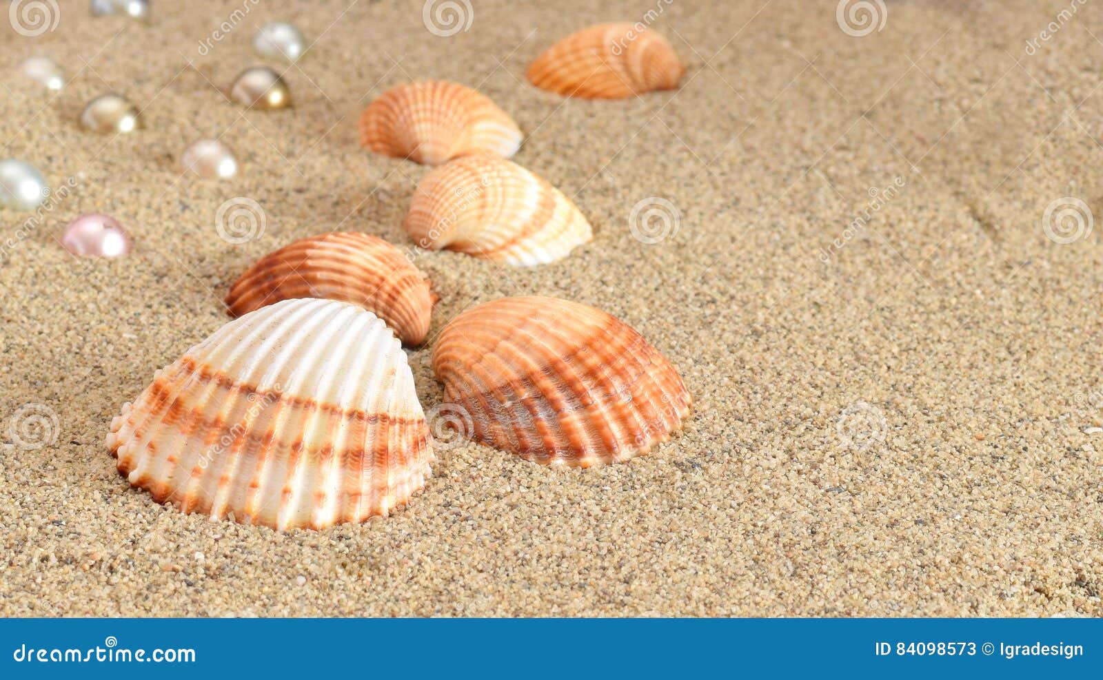 Muschel und perlen stock image. Image of seashell, souvenir - 84098573