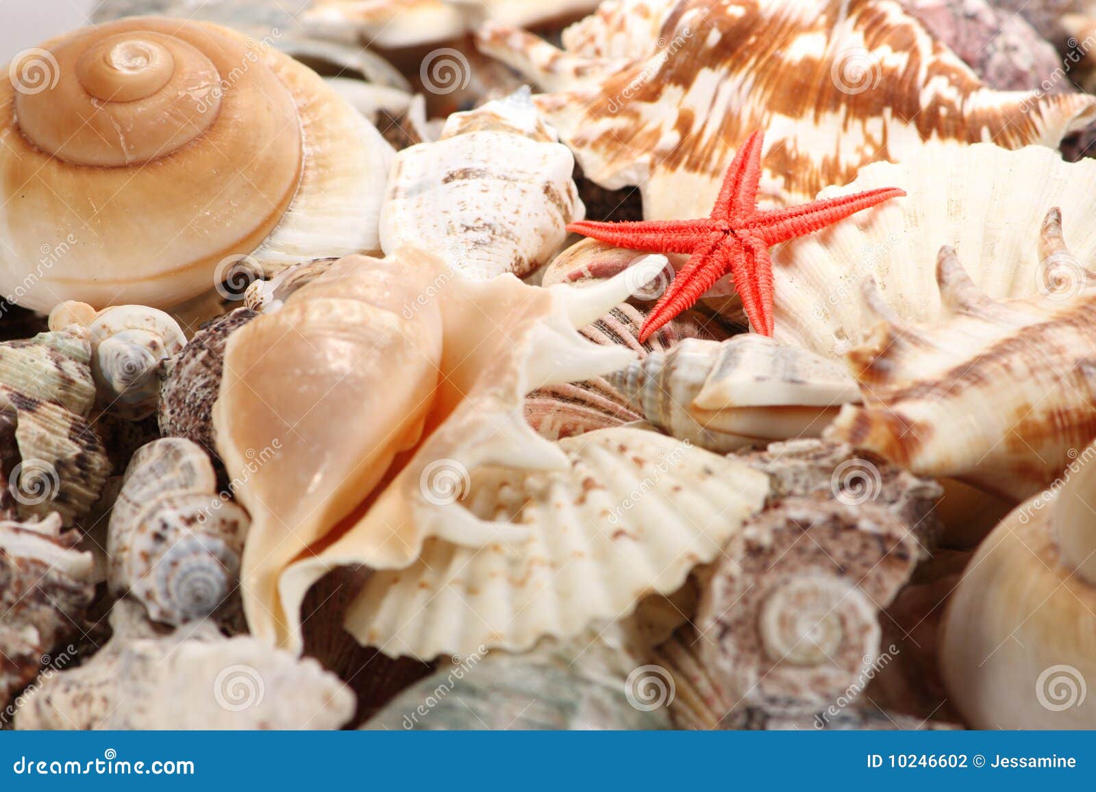 Muscheln Bild. Bild: 10246602