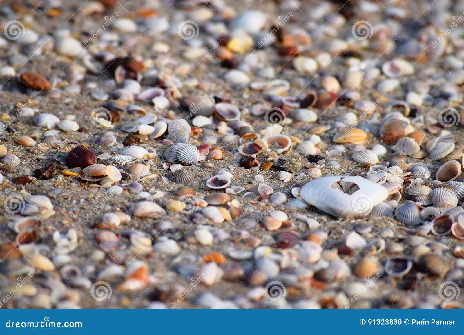 Muscheln Auf Sandy Beach - Abstrakte Marine Background Stockfoto - Bild ...