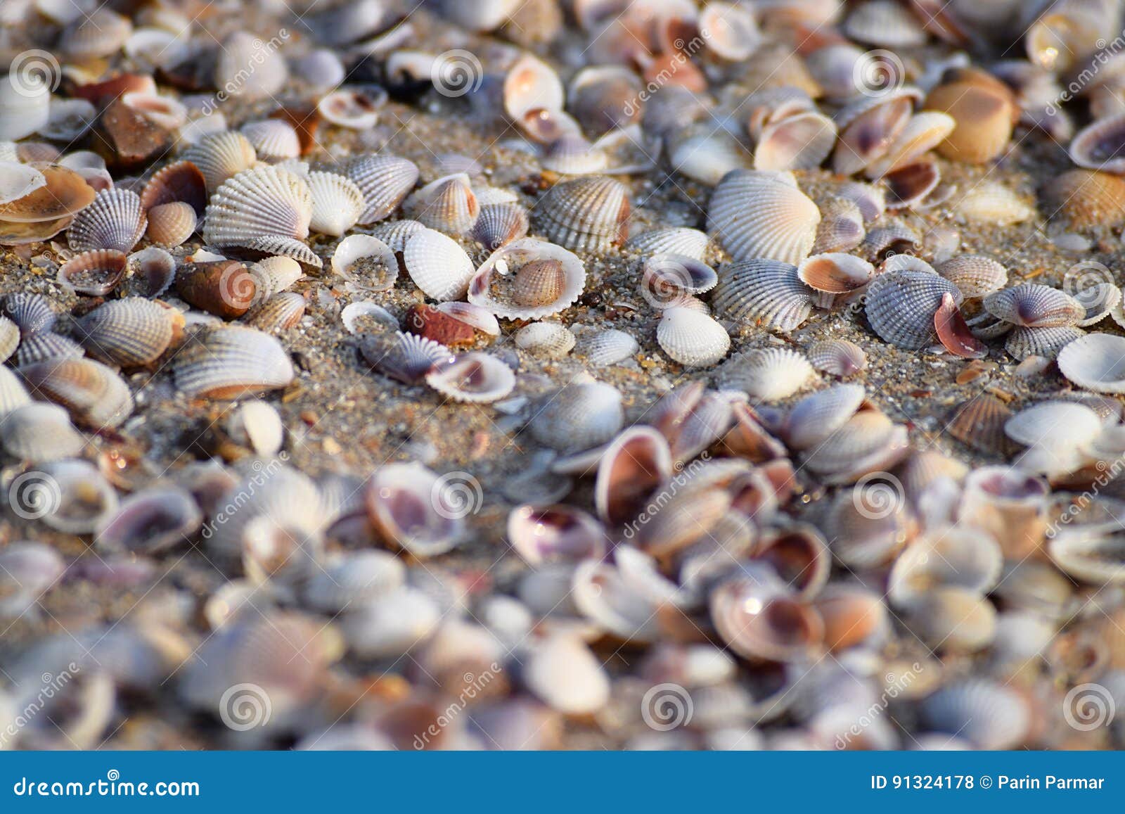 Muscheln Auf Sandy Beach - Abstrakte Marine Background Stockfoto - Bild ...