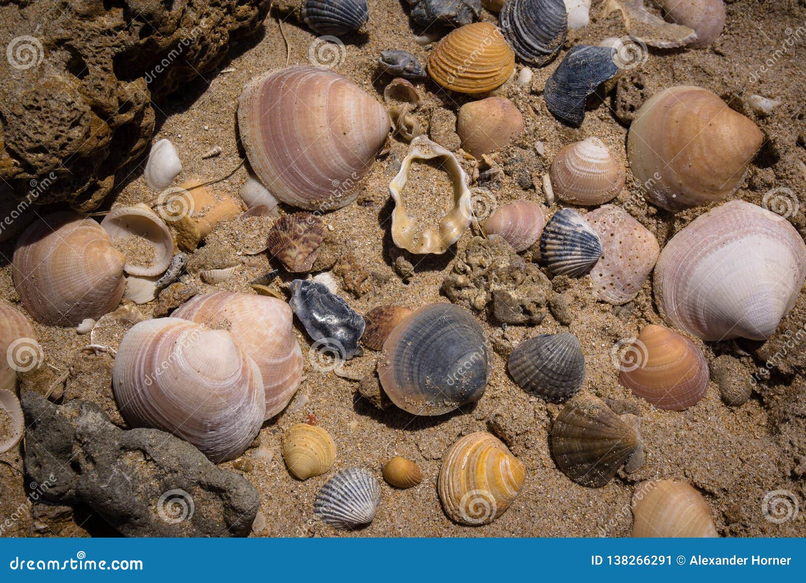 Spain Andalusia Shells on the Beach in the Sand Shells Clams Beach ...