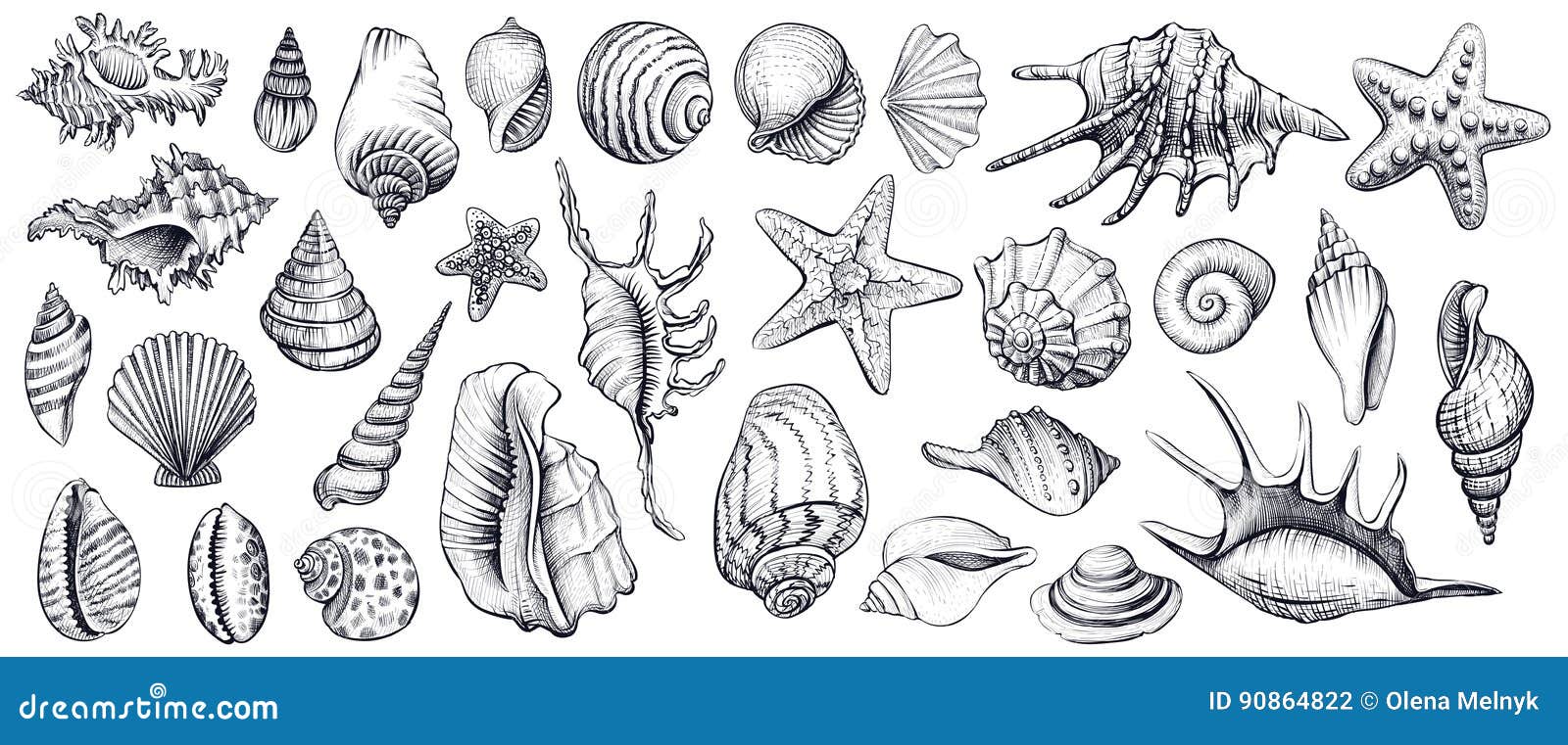 Muscheln Vector Satz Hand Gezeichnete Abbildungen Vektor Abbildung ...