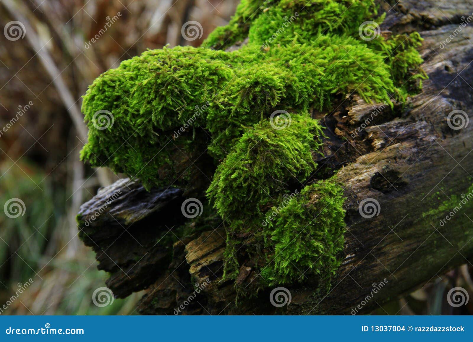 Muschio fotografia stock. Immagine di umido, poroso, pianta - 13037004