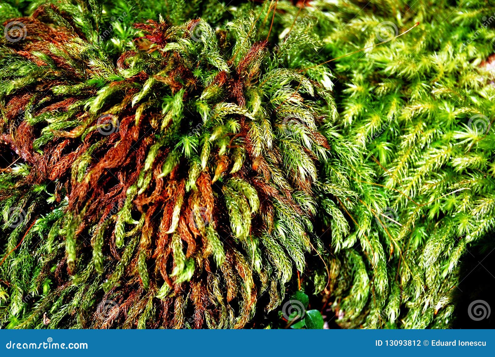Muschio fotografia stock. Immagine di sfondo, macro, paesaggio - 13093812