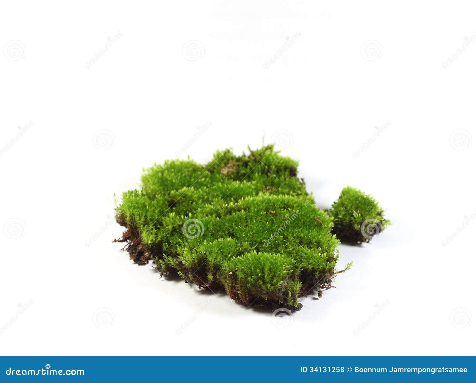 Muschio fotografia stock. Immagine di estratto, lichene - 34131258