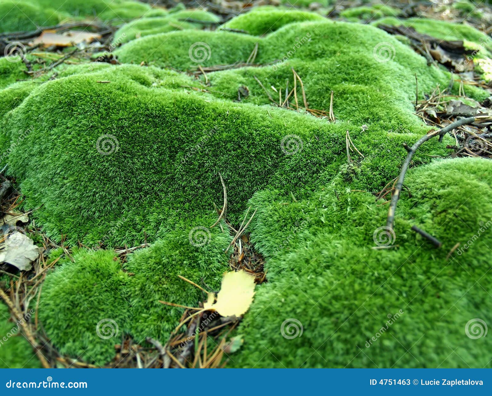 Muschio immagine stock. Immagine di sfondo, vegetazione - 4751463