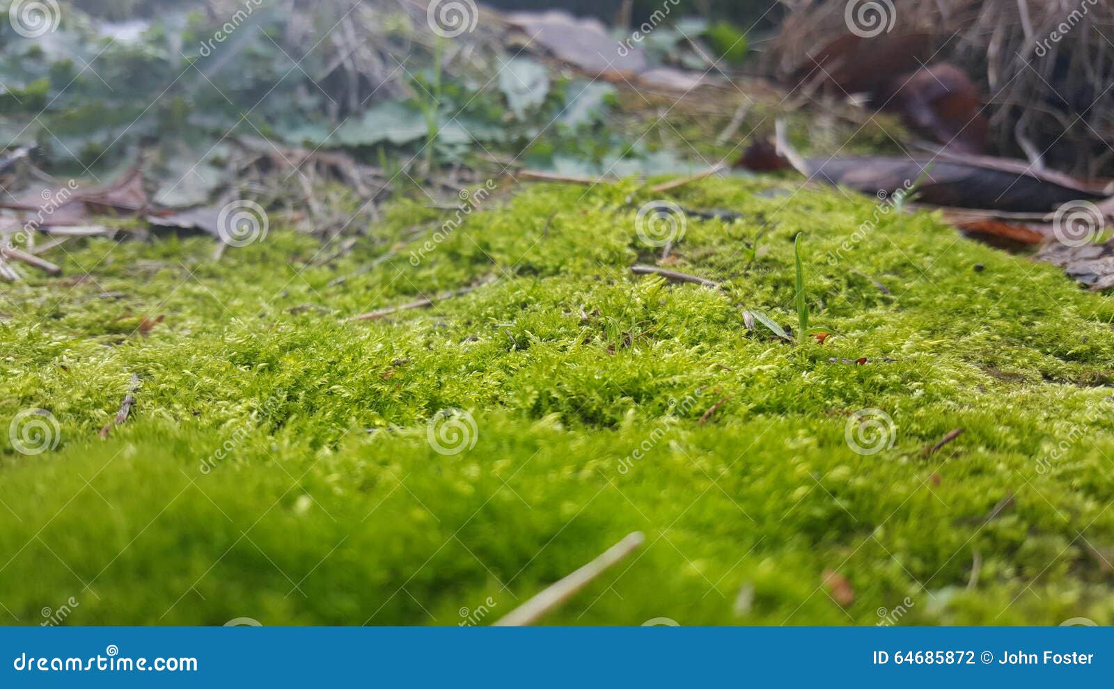 Muschio fotografia stock. Immagine di muschio, sviluppisi - 64685872