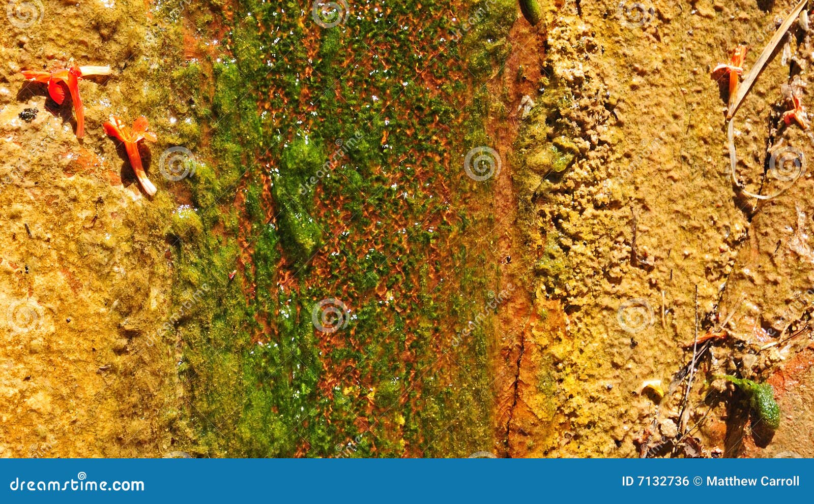 Muschio fotografia stock. Immagine di roccia, flora, rosso - 7132736