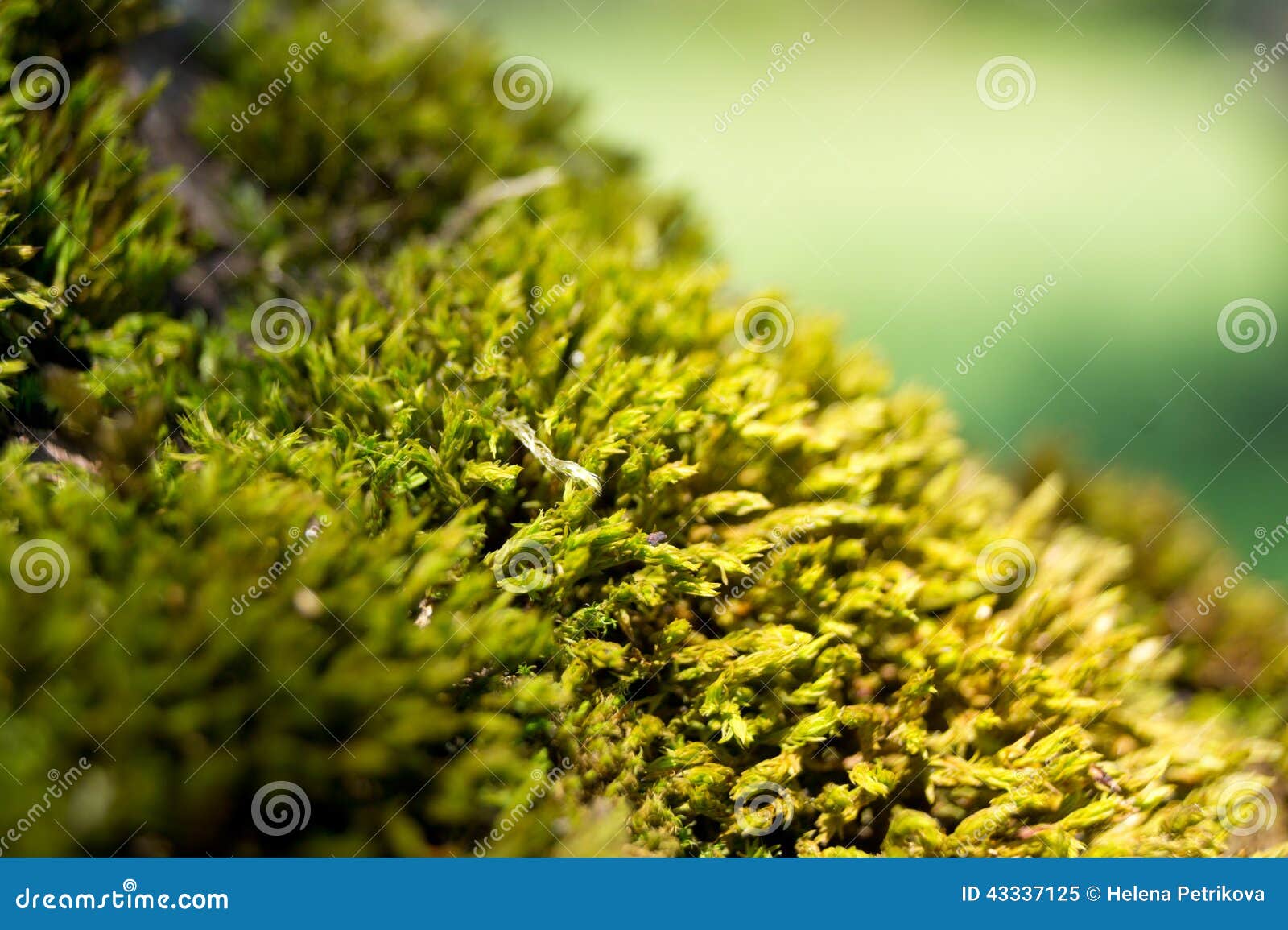 Muschio (bryopsida, Musci O Muscophyta) Immagine Stock - Immagine di ...