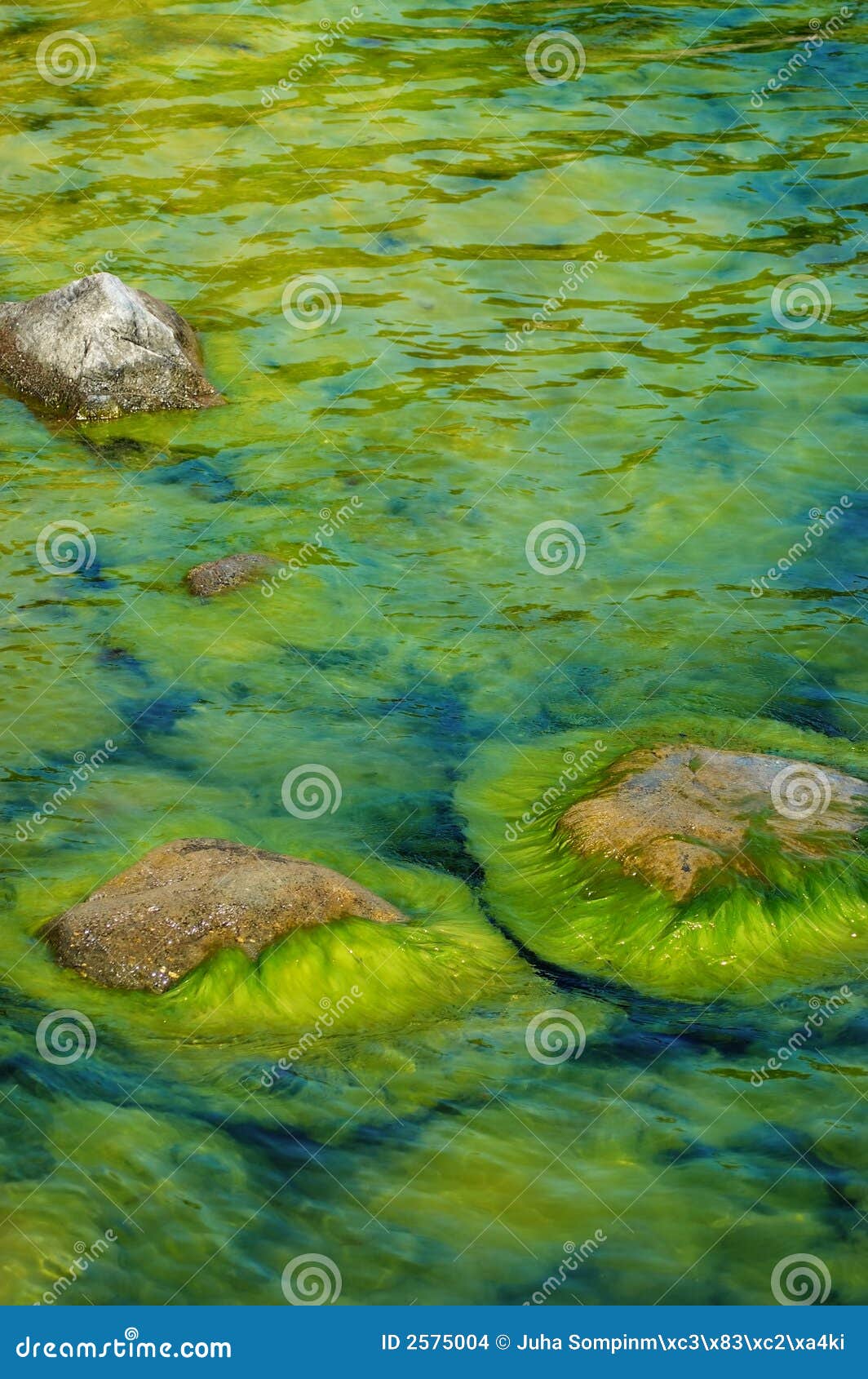 Muschio di mare fotografia stock. Immagine di pietra, acque - 2575004