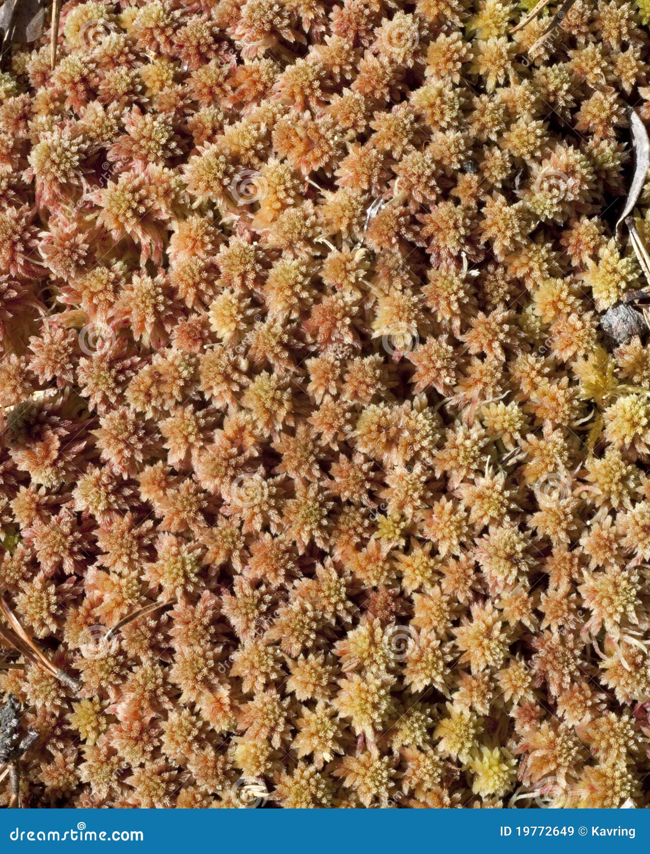 Muschio Di Torba Di Sphagnum Immagine Stock - Immagine di arancione ...