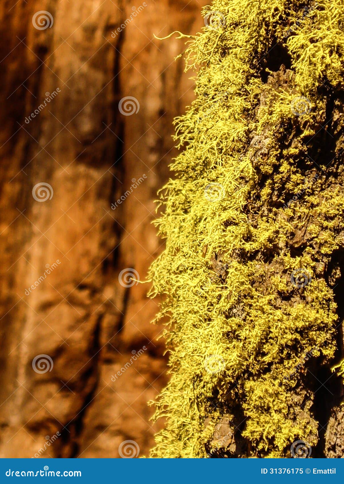 Muschio Giallo Su Un Vecchio Albero Immagine Stock - Immagine di colore ...