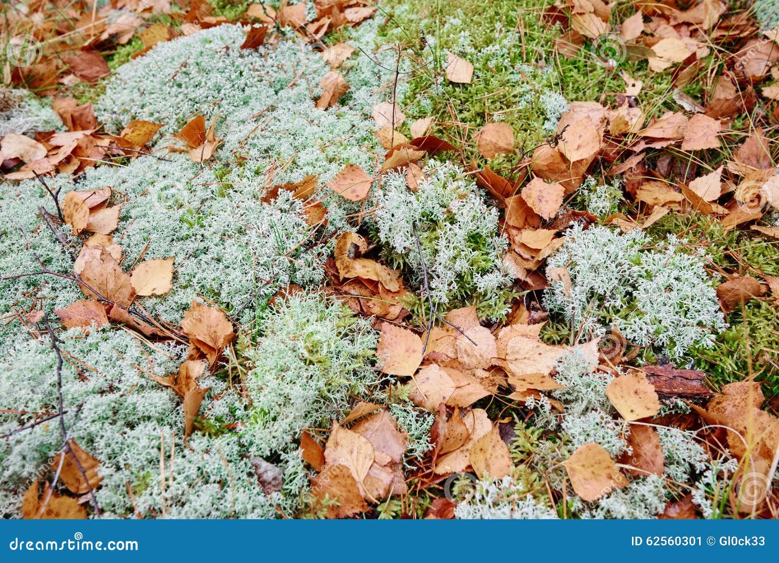 Muschio o muschio di renna immagine stock. Immagine di selva - 62560301