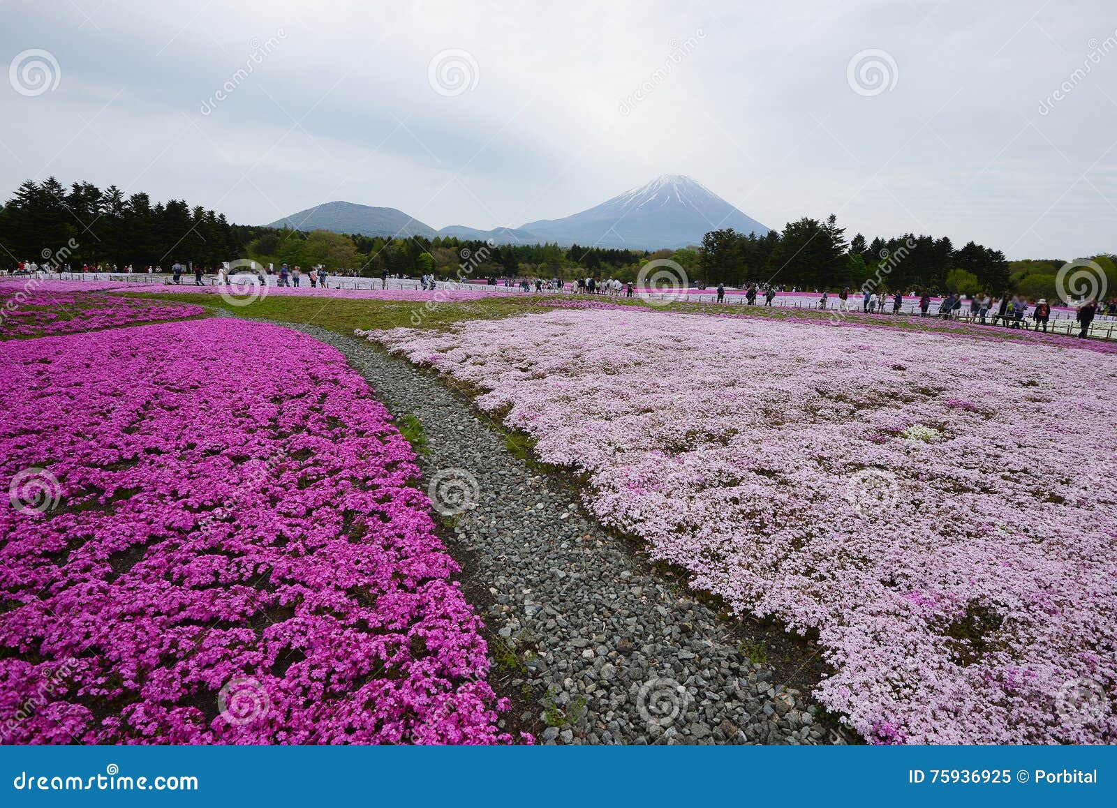 Muschio rosa immagine stock. Immagine di supporto, fiore - 75936925
