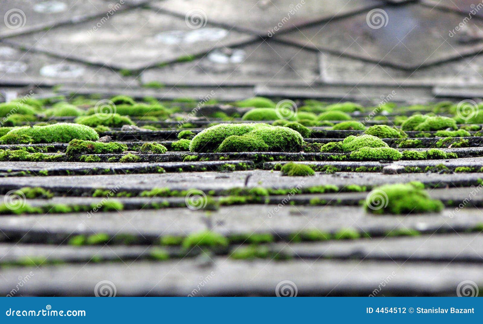 Muschio sul tetto fotografia stock. Immagine di nave, prodotti - 4454512