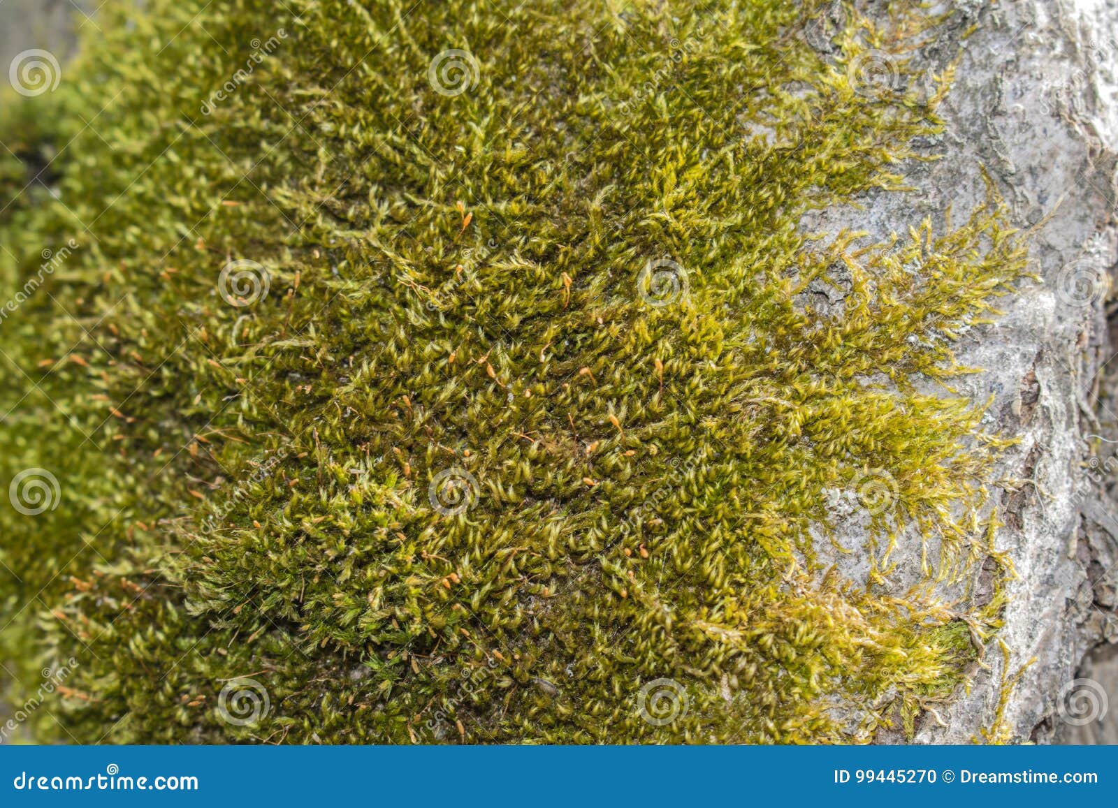 Muschio Sulla Corteccia Di Albero Fotografia Stock - Immagine di ...