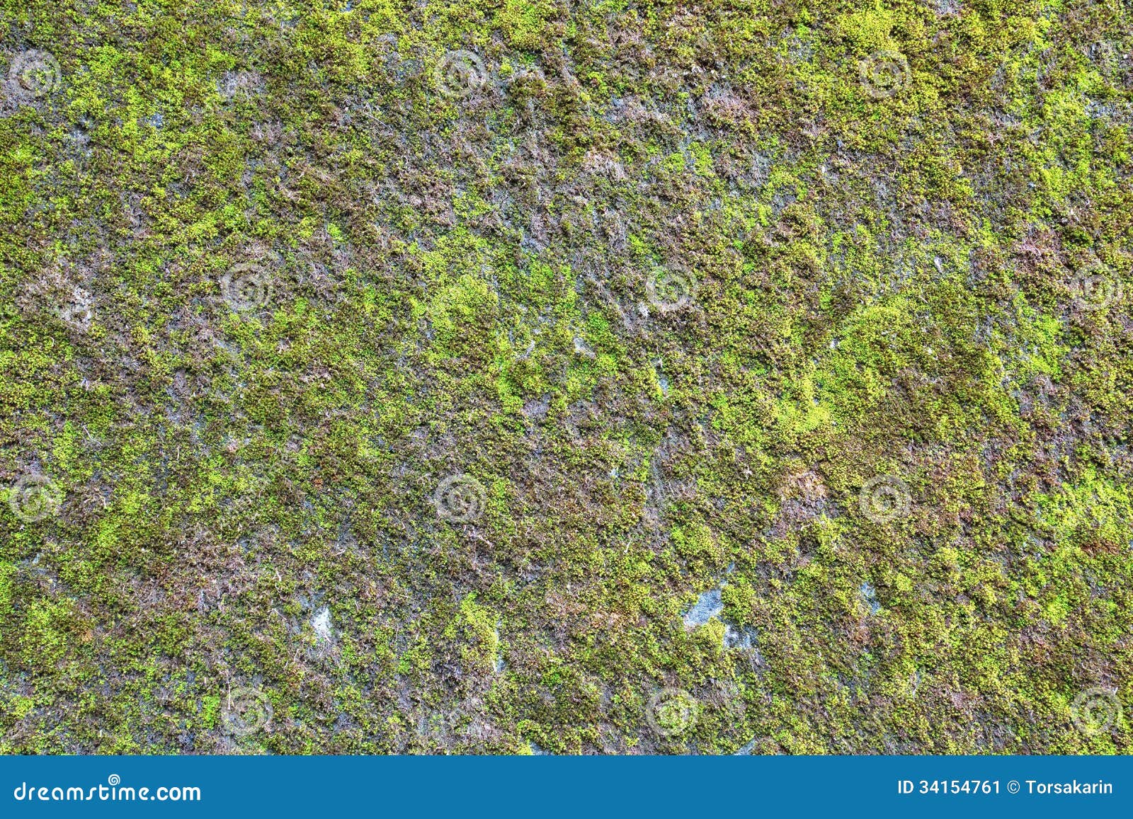 Muschio verde immagine stock. Immagine di foglio, disegno - 34154761