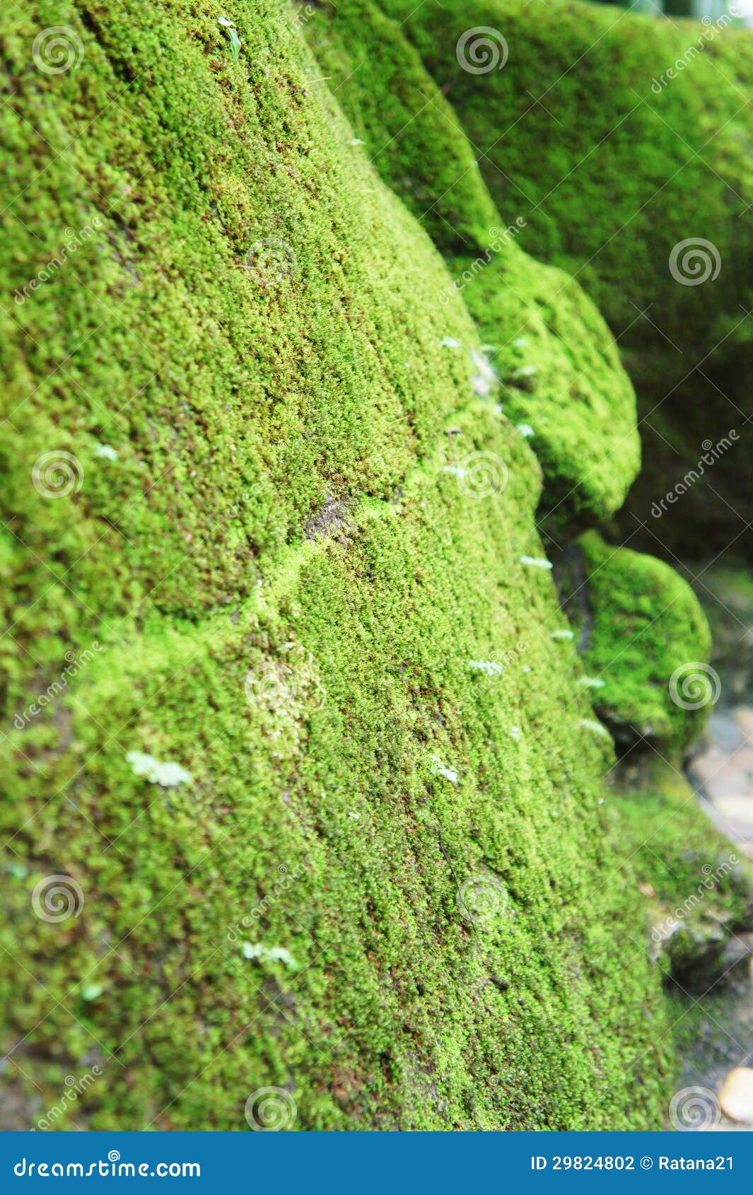 Muschio Del Primo Piano Sulla Roccia Fotografia Stock - Immagine di ...
