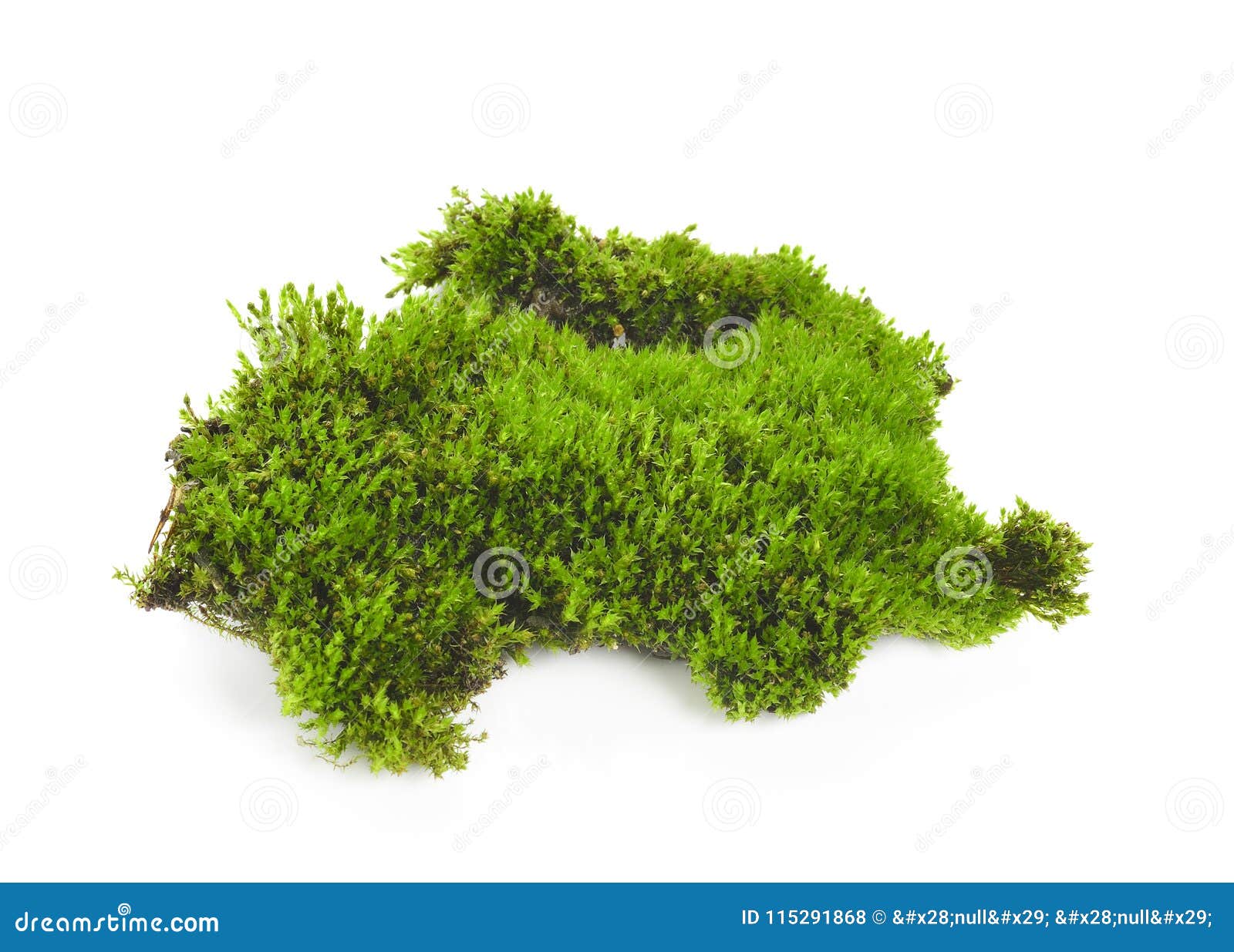 Muschio Verde Isolato Su Bakground Bianco Fotografia Stock - Immagine ...