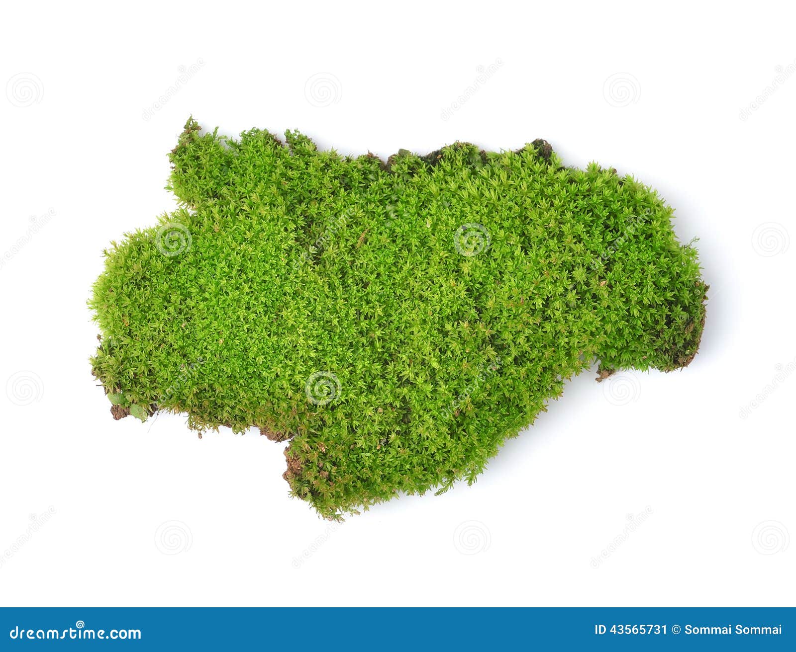 Muschio Verde Su Bakground Bianco Immagine Stock - Immagine di flora ...