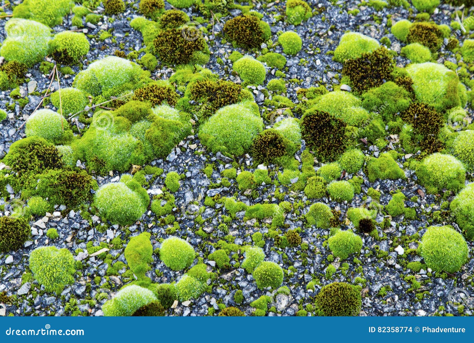 Muschio verde sulla terra fotografia stock. Immagine di nave - 82358774