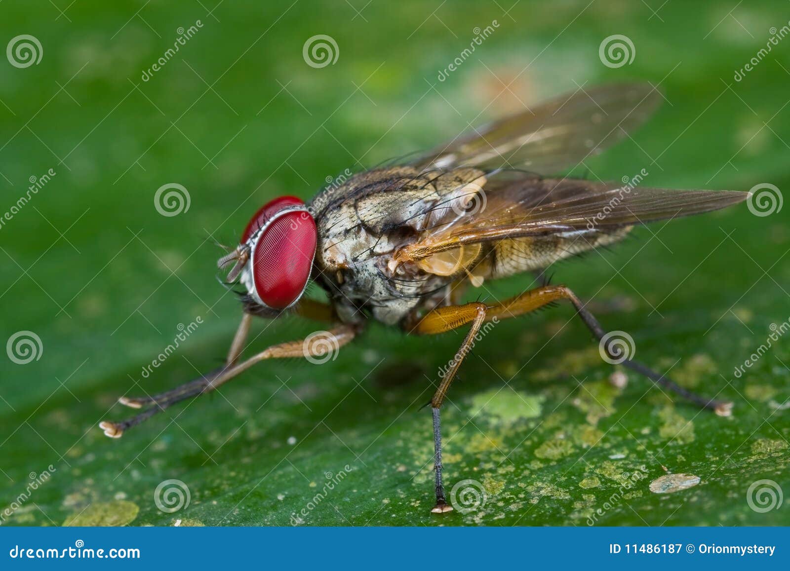A Muscidae Cf Myospila Fly on a Green Leaf Stock Image - Image of ...