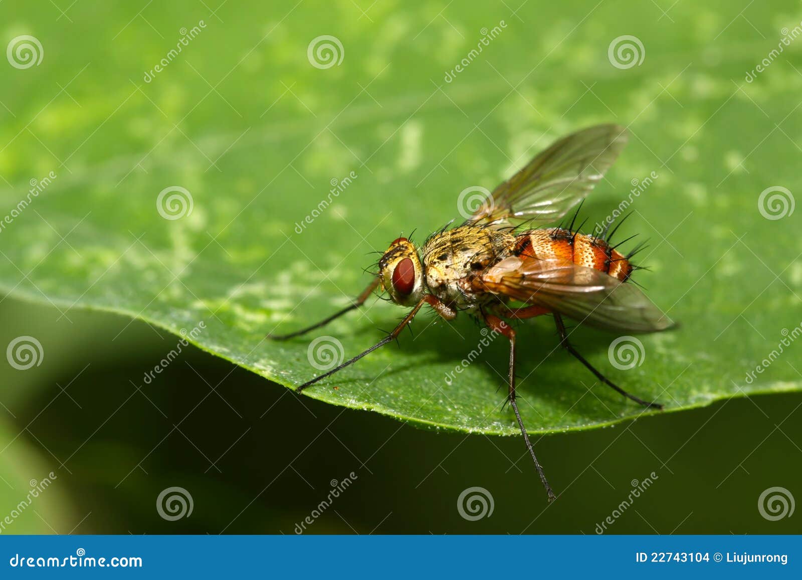 Muscidae insects stock photo. Image of environment, colour - 22743104