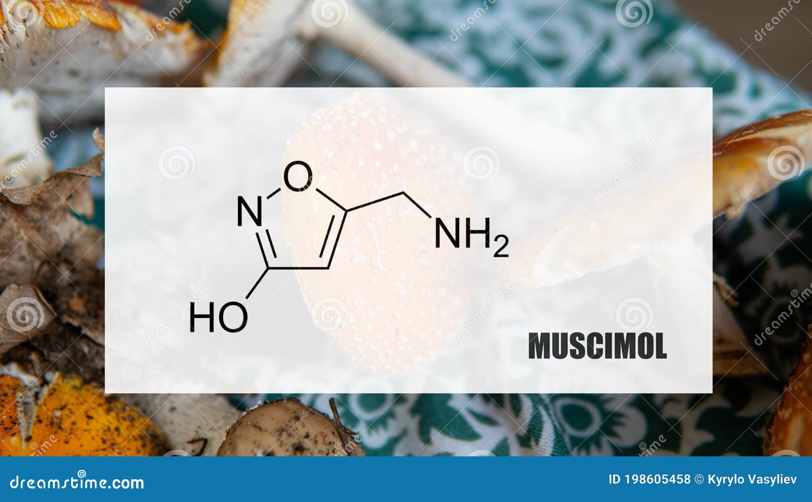 Muscimol in the Psychedelic Substances of the Fly Agaric. Recreational ...