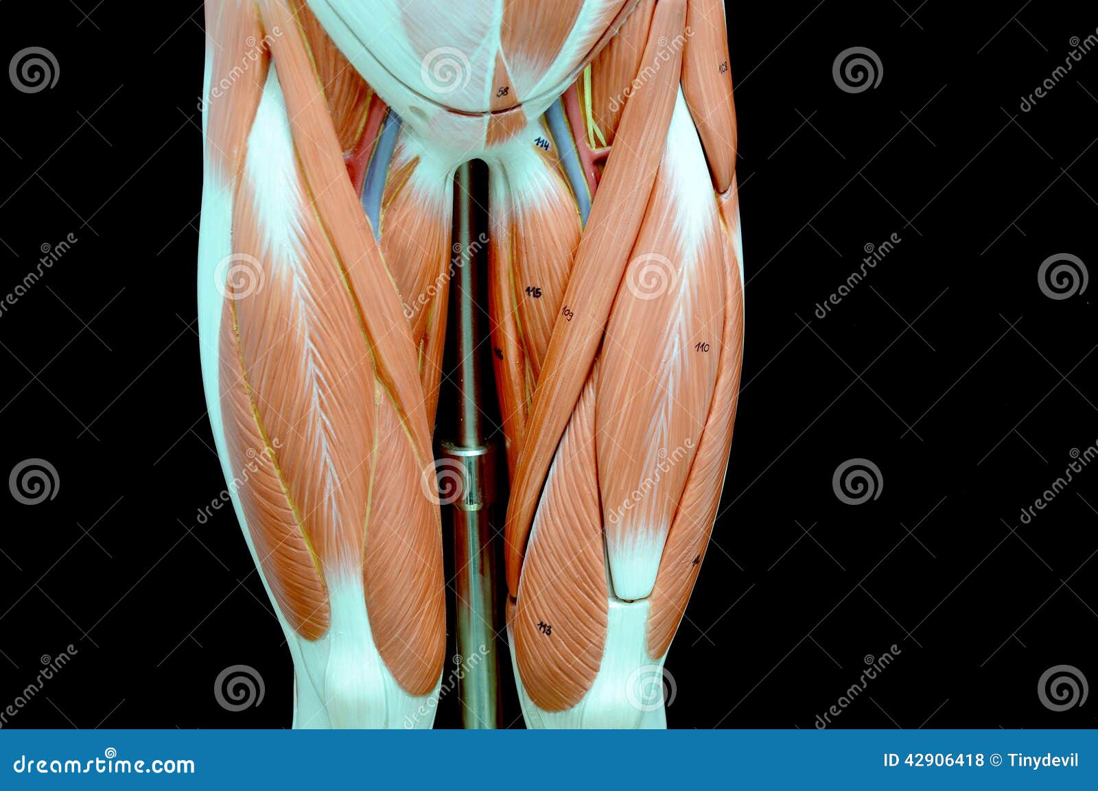 Humerus Muscle Royalty-Free Stock Photo | CartoonDealer.com #44730069